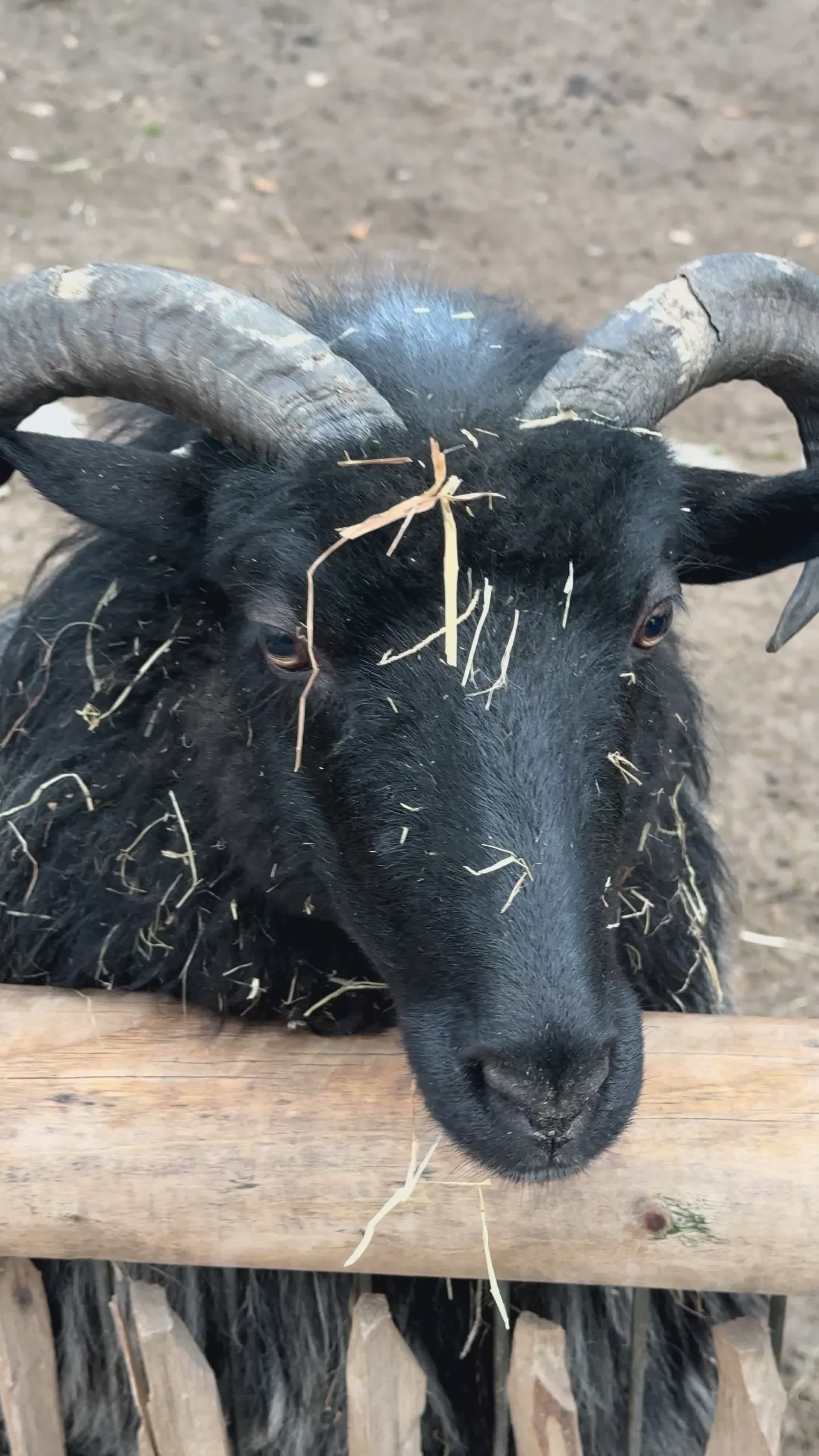 Vídeos de stock gratuitos sobre abrigo de lana, agricultura ...