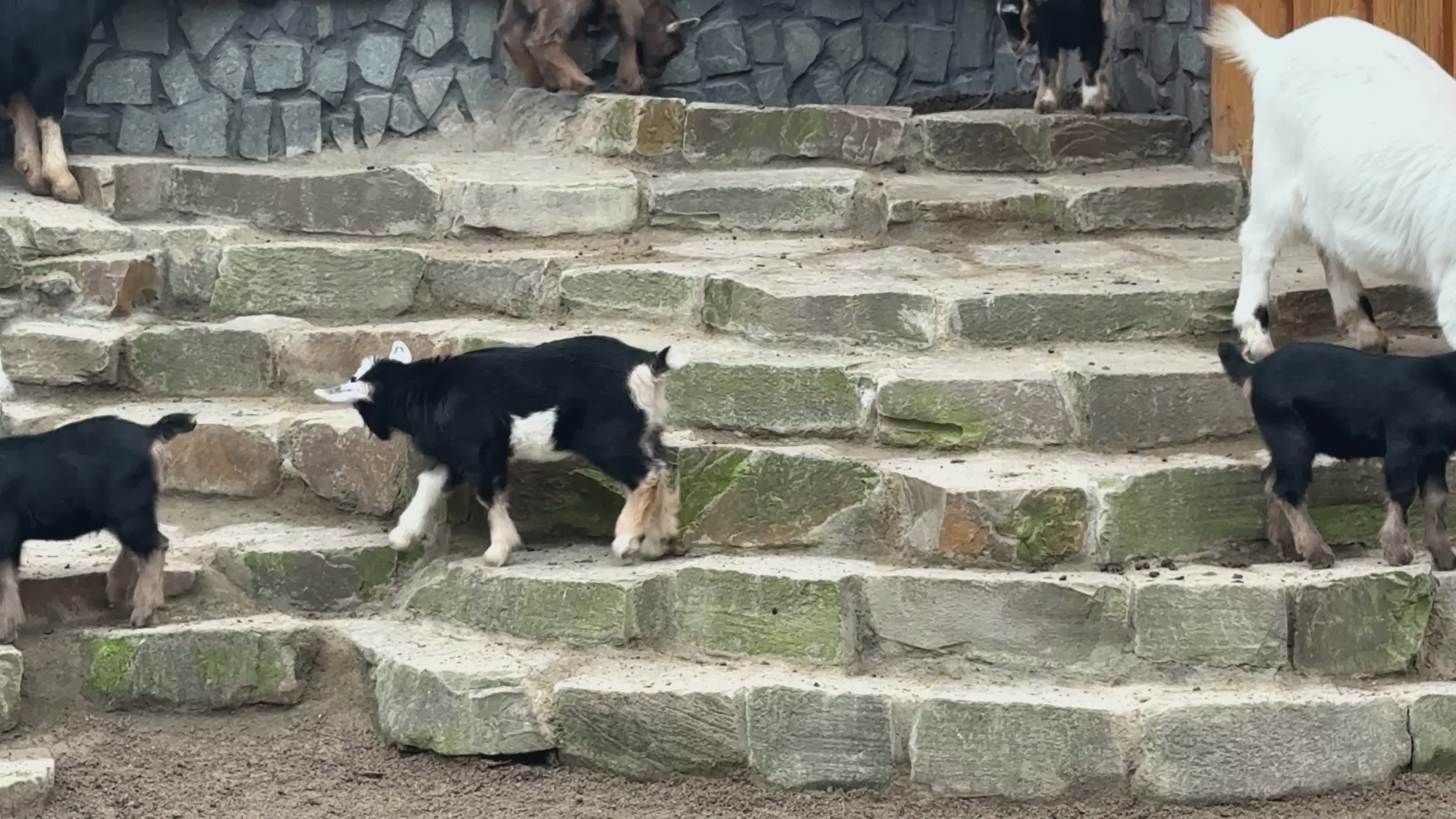 Zoo Animals Videos, Download The BEST Free 4k Stock Video Footage & Zoo ...