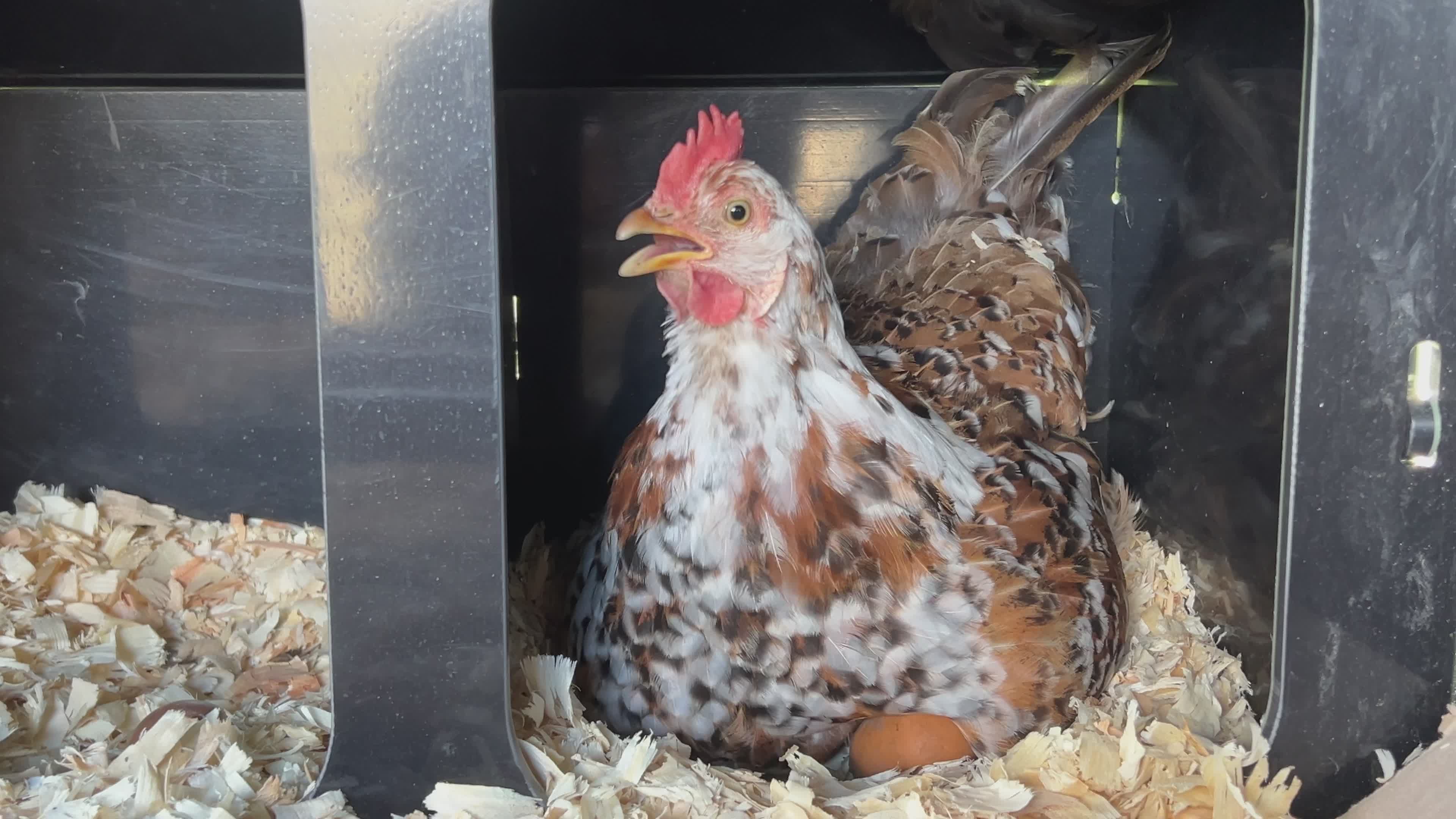 Layer Hen Videos, Download The BEST Free 4k Stock Video Footage & Layer ...