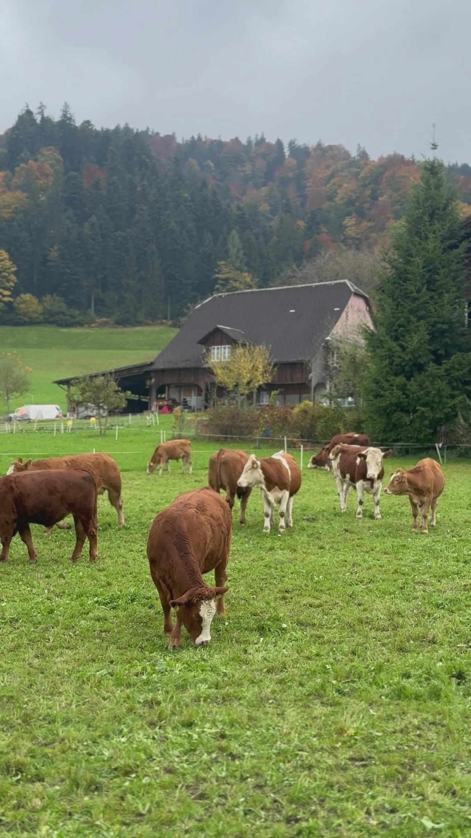 Bokepid.Wiki+Bocil+2025+Free Videos, Download The BEST Free 4k Stock ...