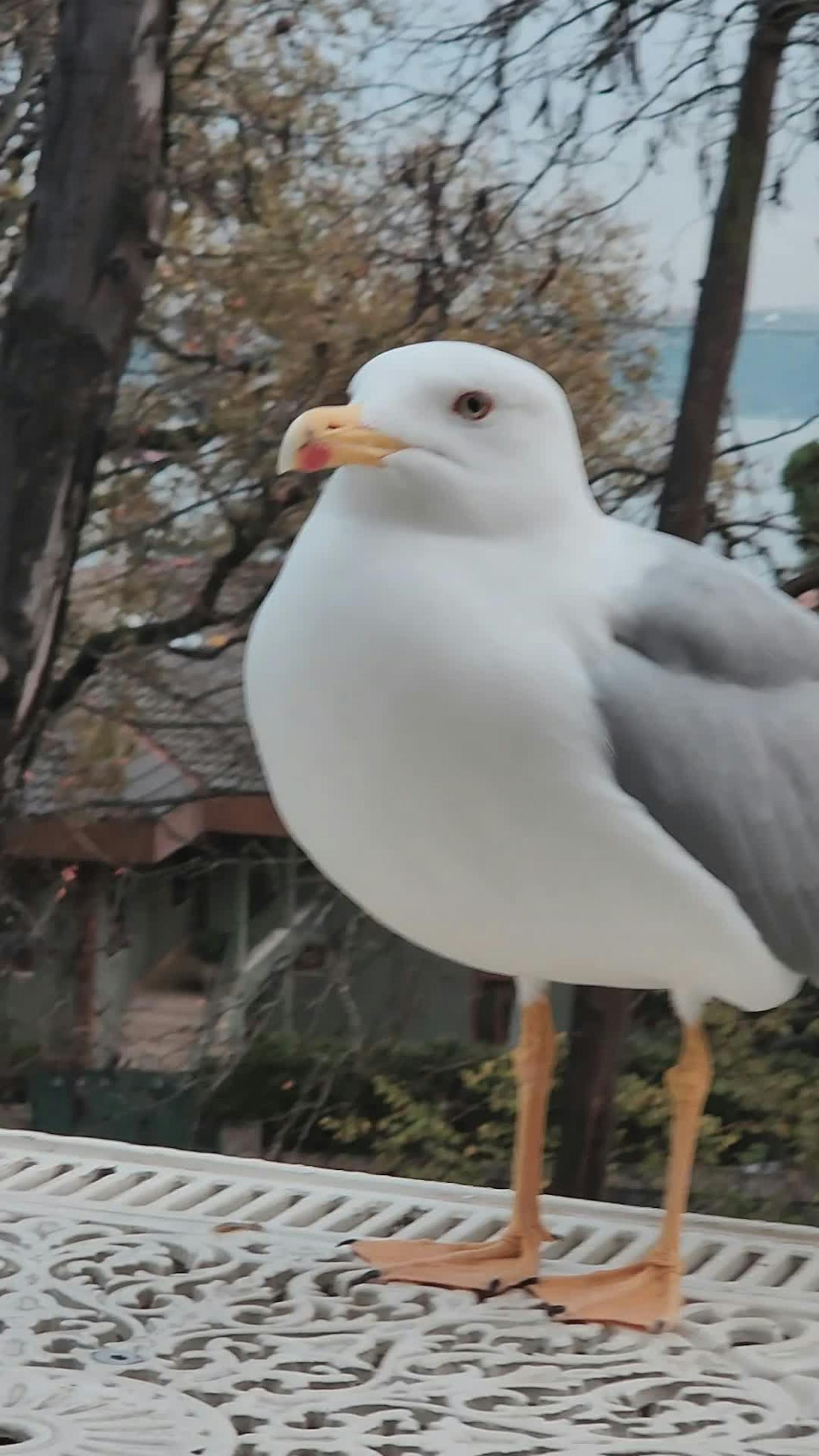 Sexy+Girl+With+Big+Boobies Videos, Download The BEST Free 4k Stock ...