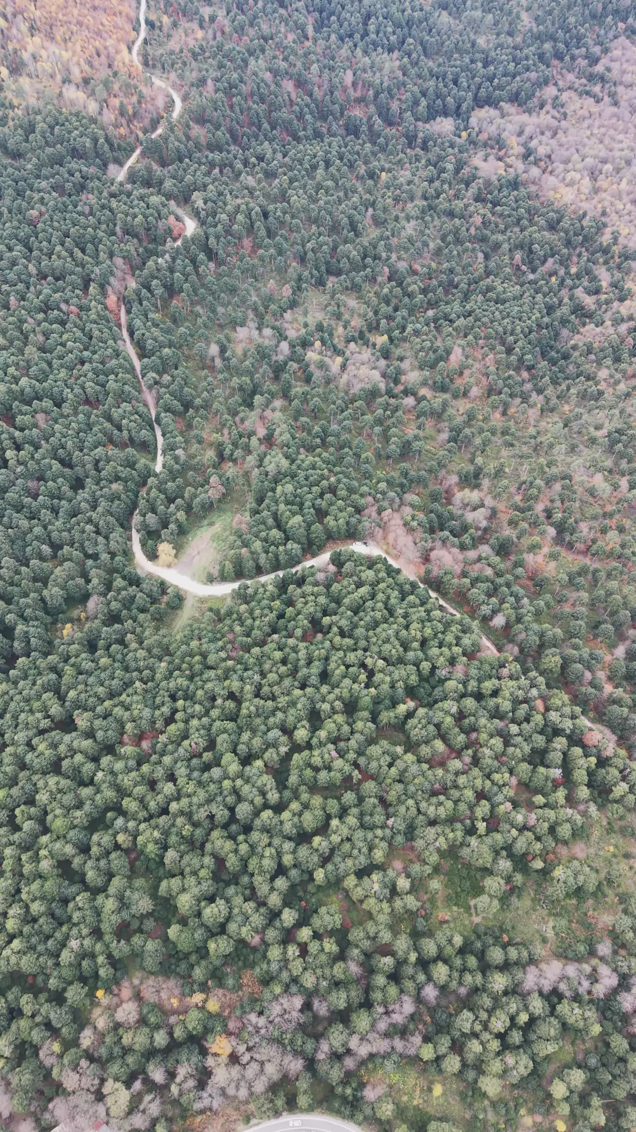 Aerial View of Forest Path in Bolu, Turkey Free Stock Video Footage ...