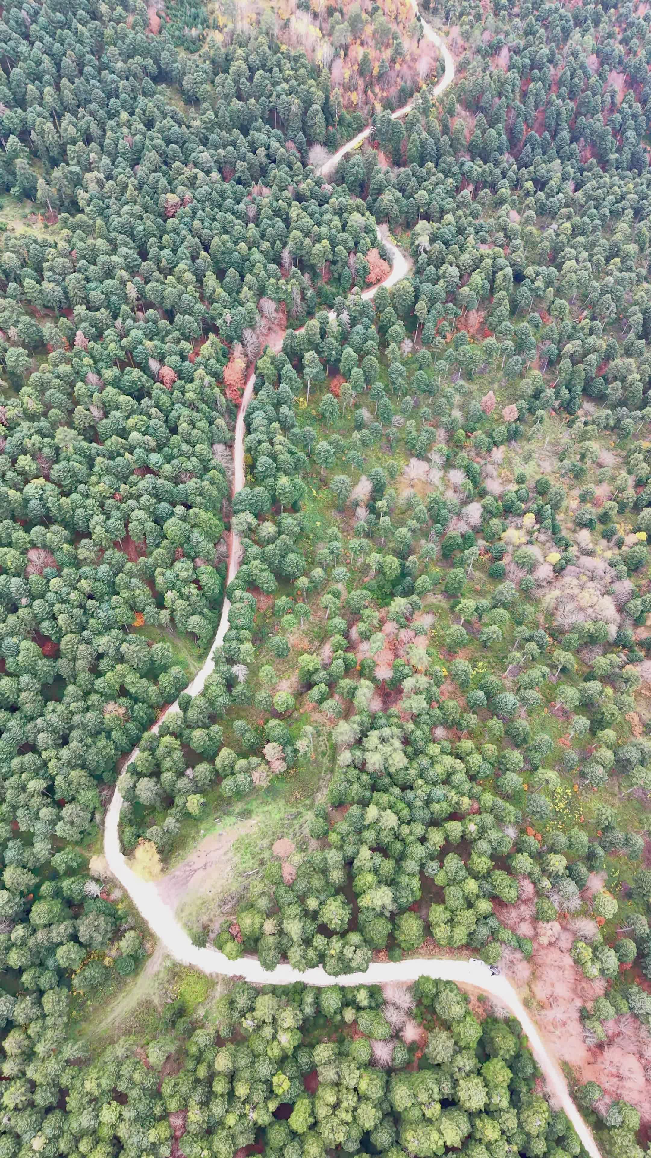 Aerial View of Forest Path in Bolu, Turkey Free Stock Video Footage ...