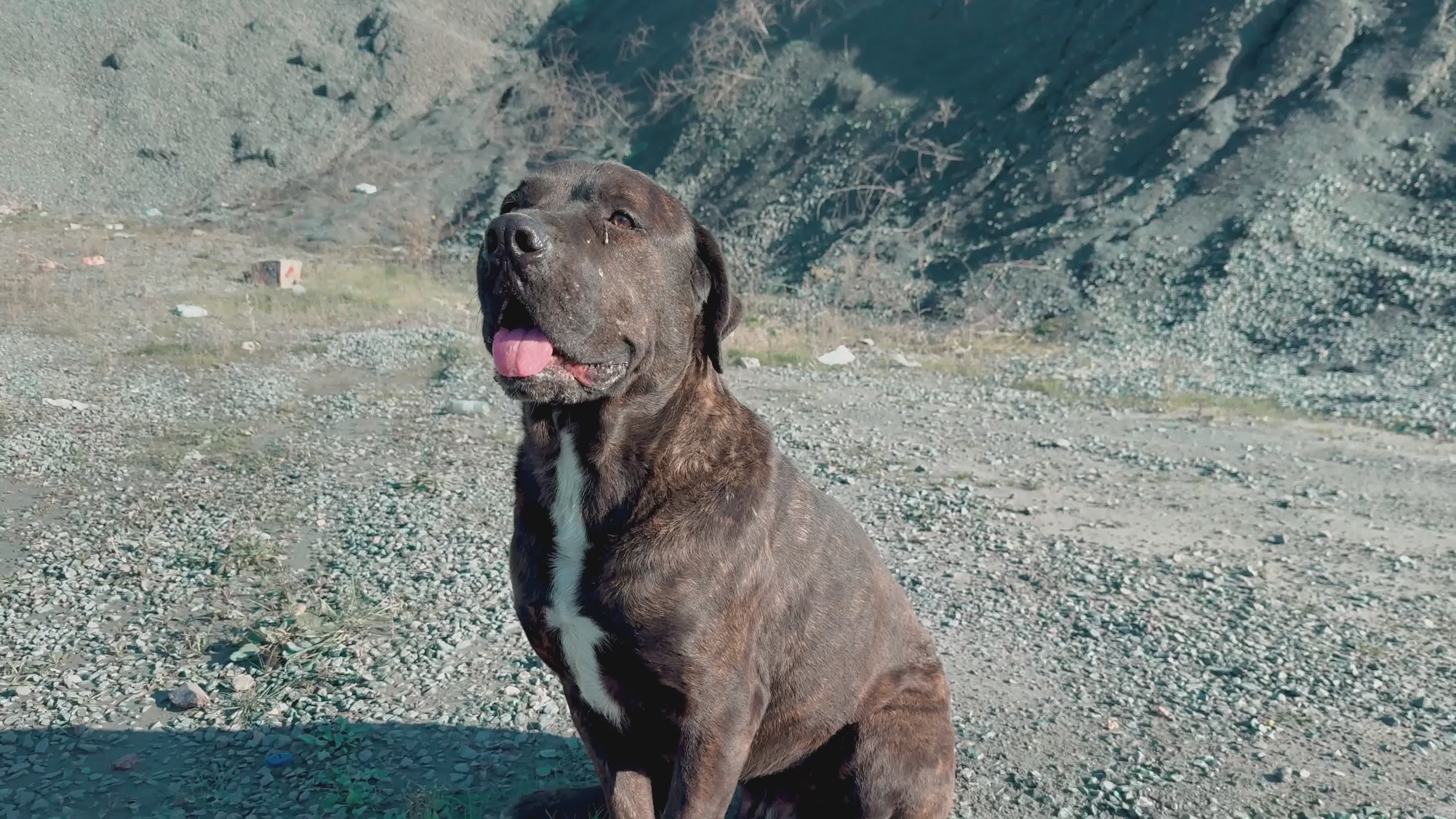 3d Animated Dog Videos, Download The BEST Free 4k Stock Video Footage ...