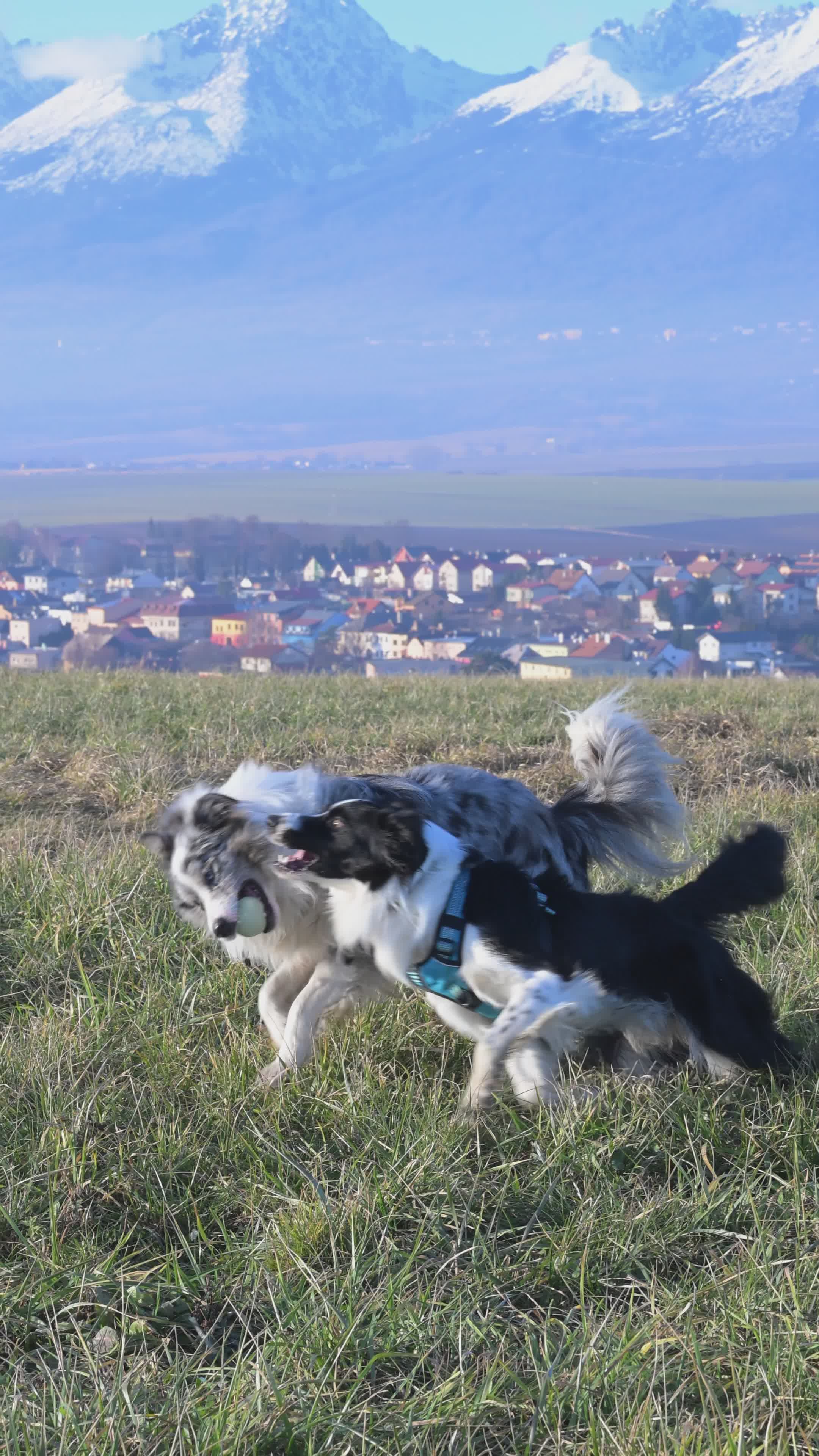 Playful Border Collies in Mountainous Field Free Stock Video Footage ...