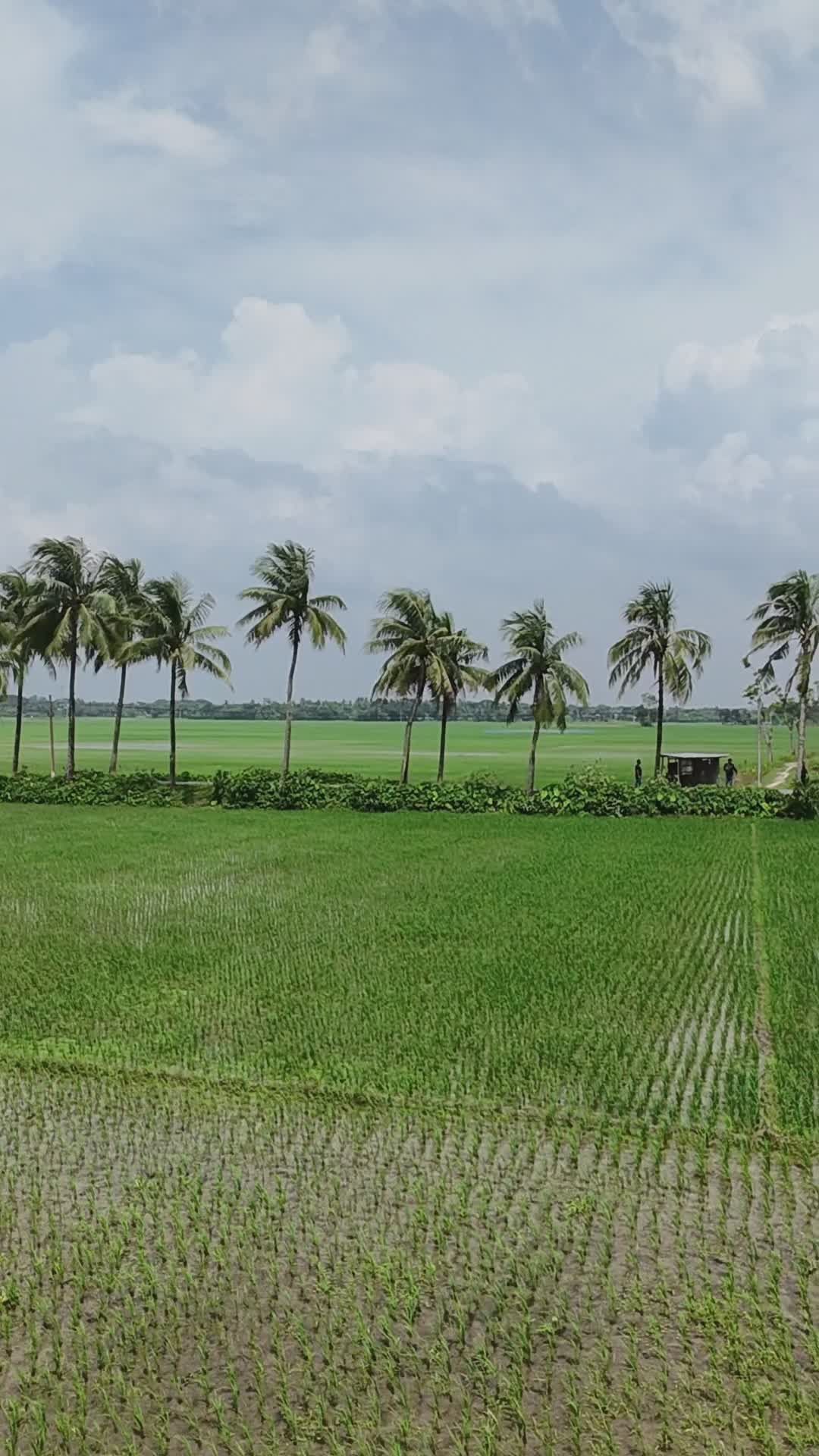 Aerial View of Lush Bangladesh Village Fields Free Stock Video Footage ...