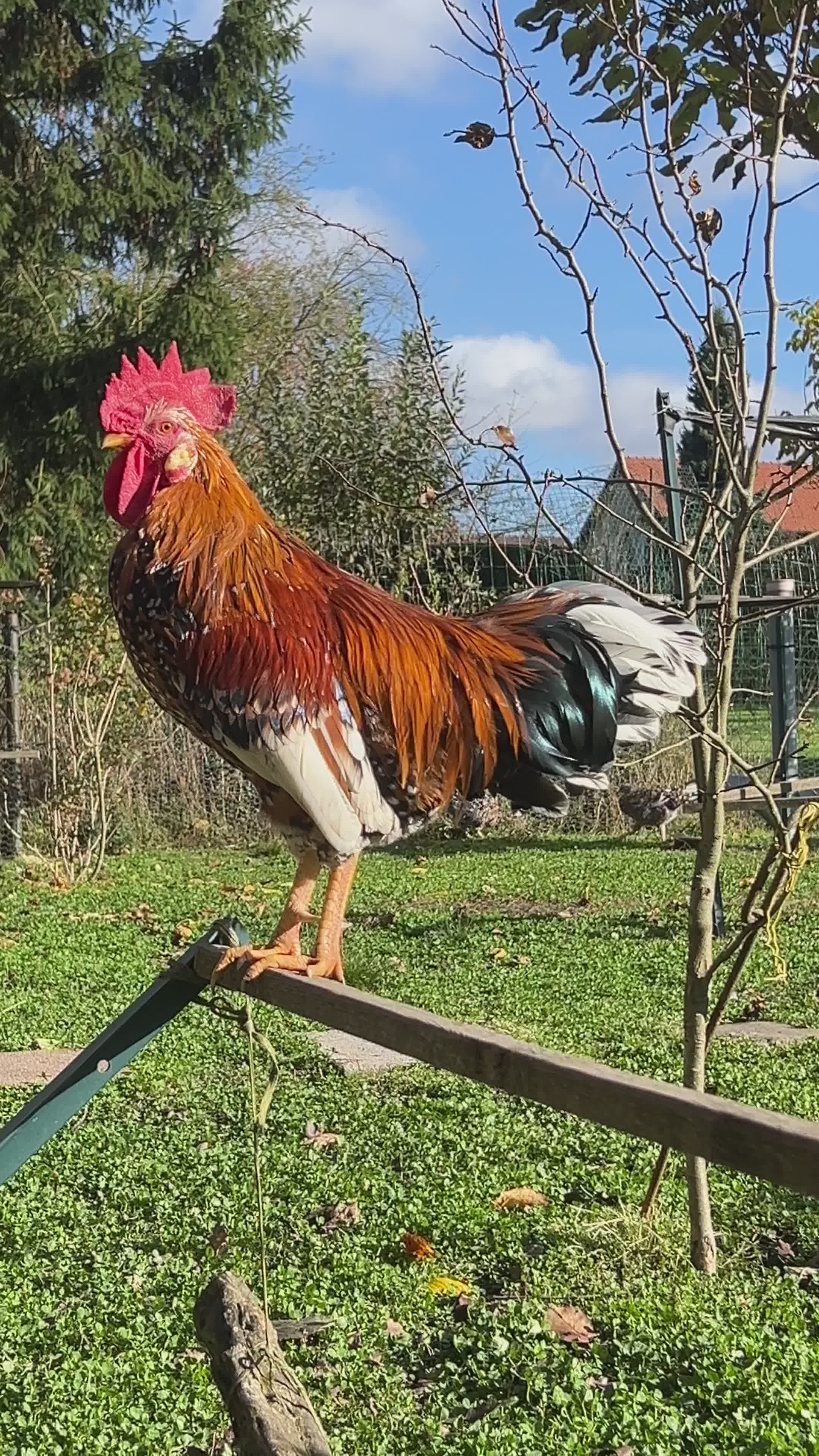 Majestic Rooster Crowing in Rural Landscape Free Stock Video Footage ...