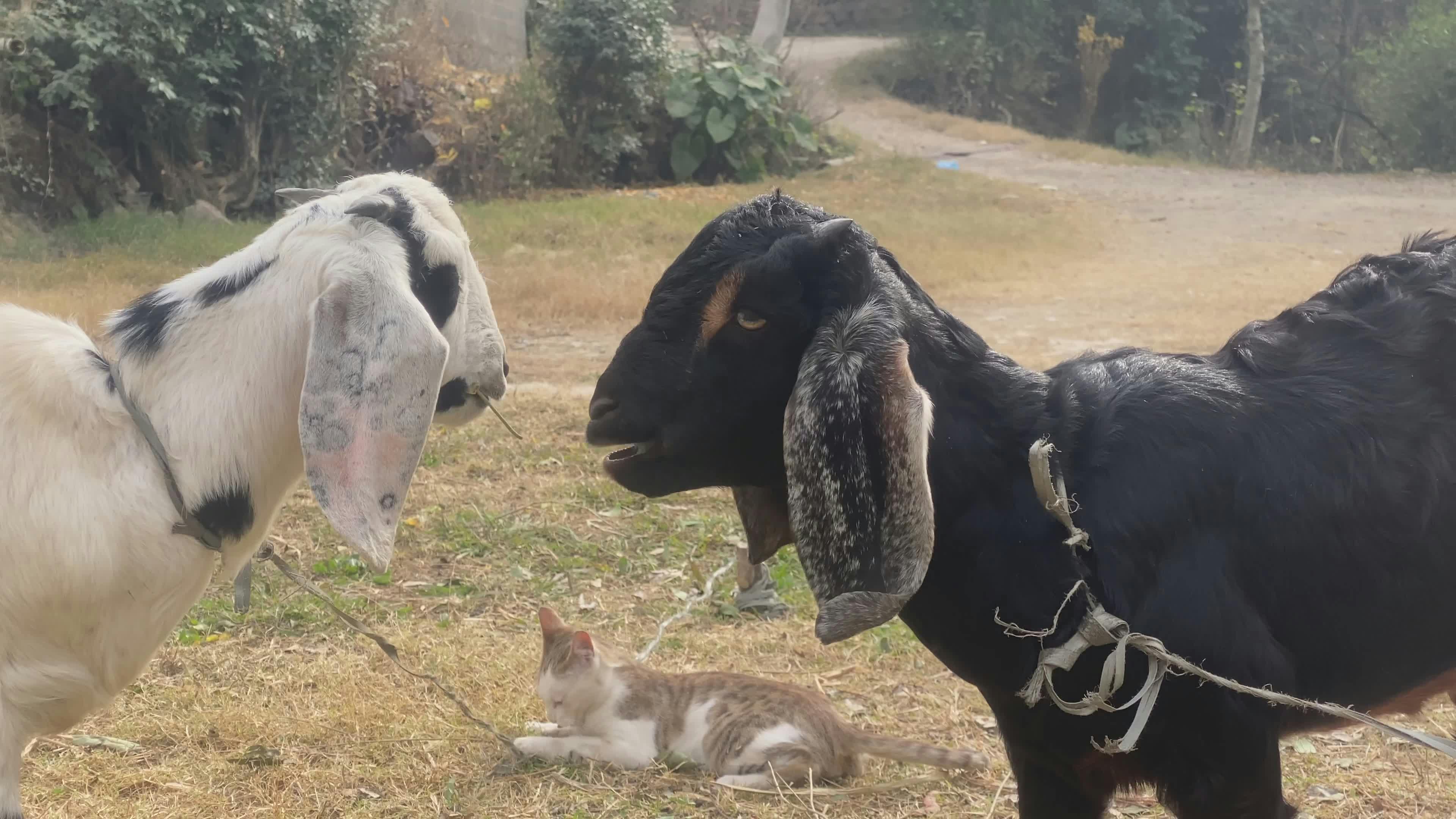 Cat Meme Videos, Download The BEST Free 4k Stock Video Footage & Cat ...