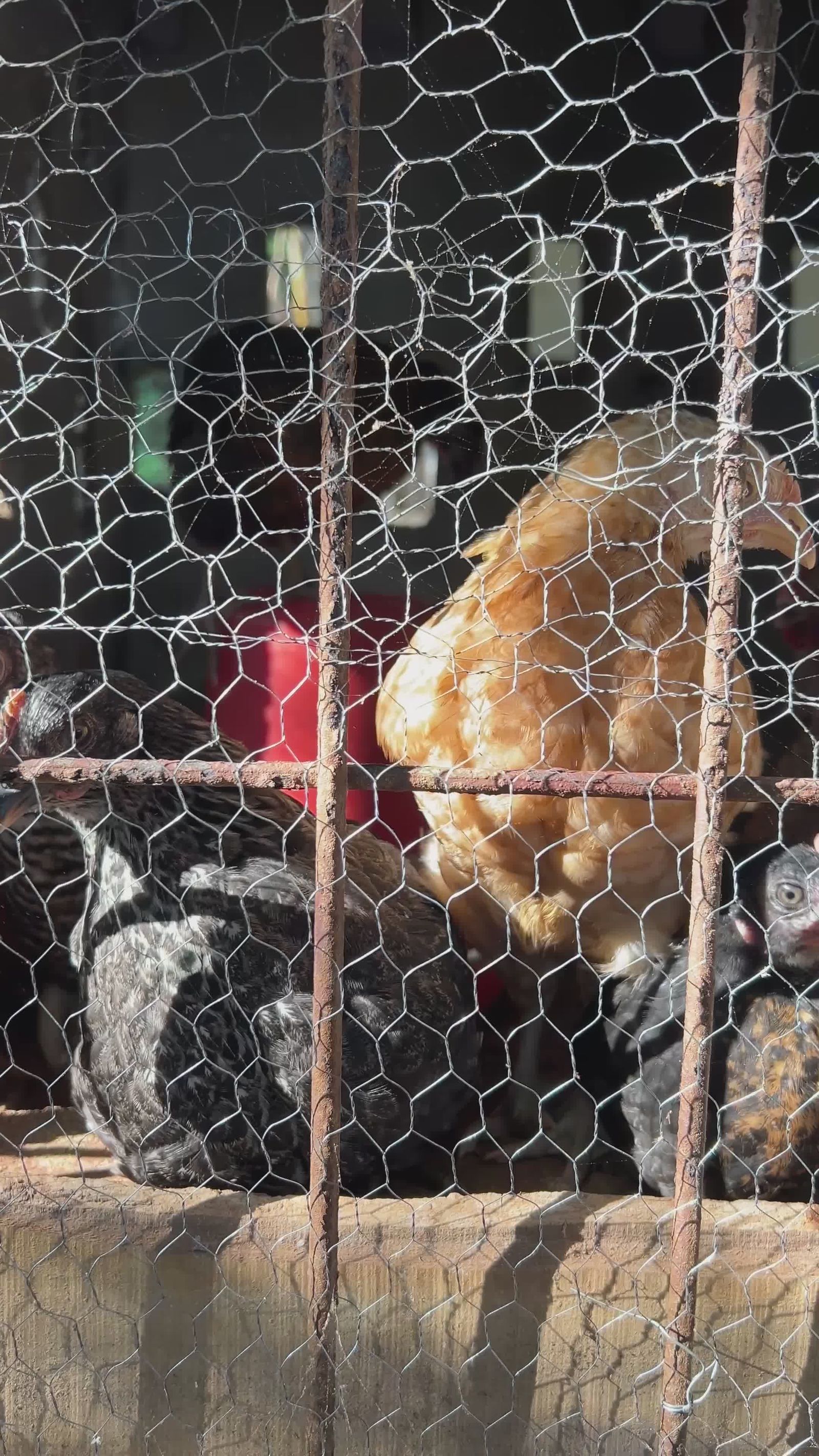 Dancing Chicken Videos, Download The BEST Free 4k Stock Video Footage ...