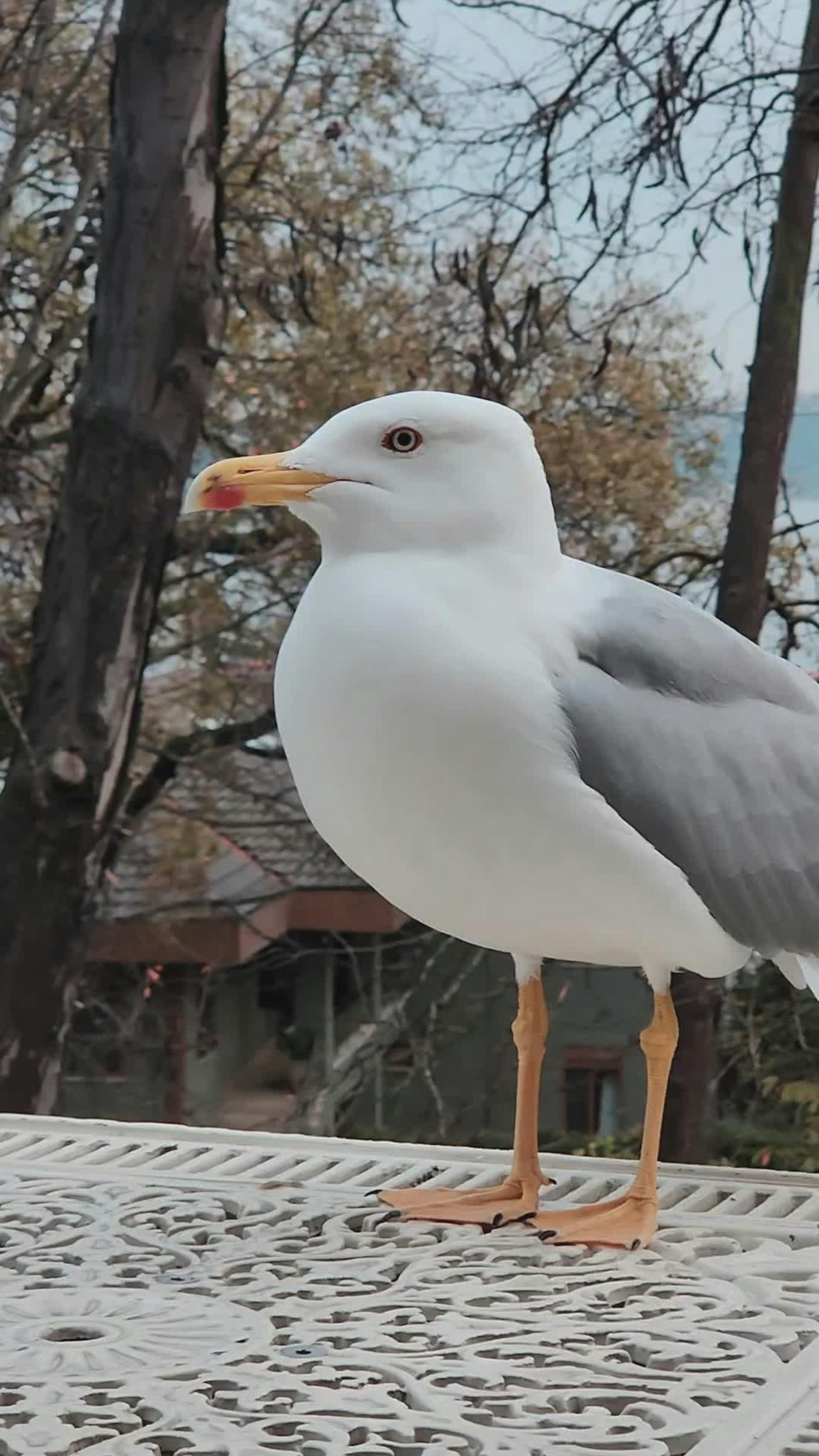 Big+Ass Videos, Download The BEST Free 4k Stock Video Footage & Big+Ass ...