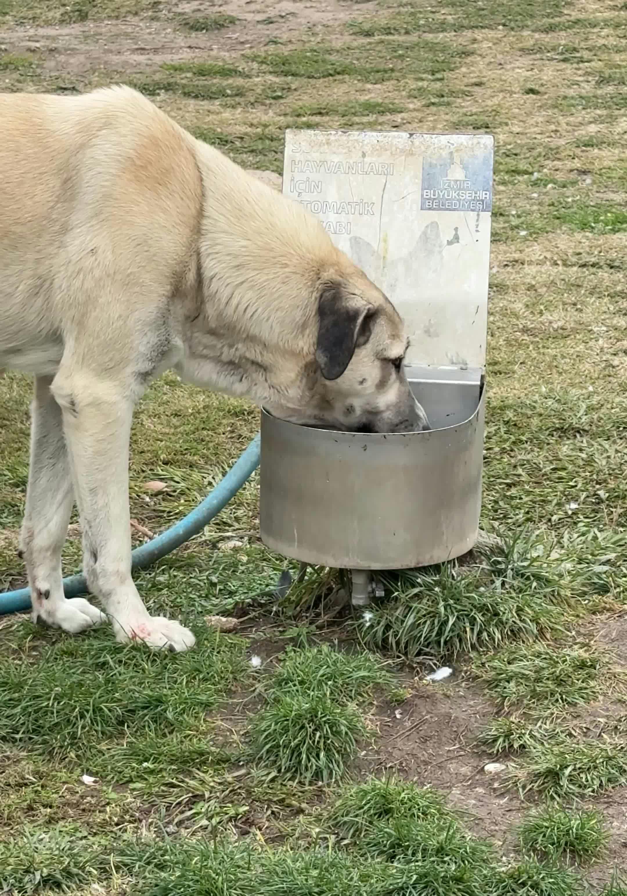 Large Dog Drinking Water from Outdoor Trough Free Stock Video Footage ...