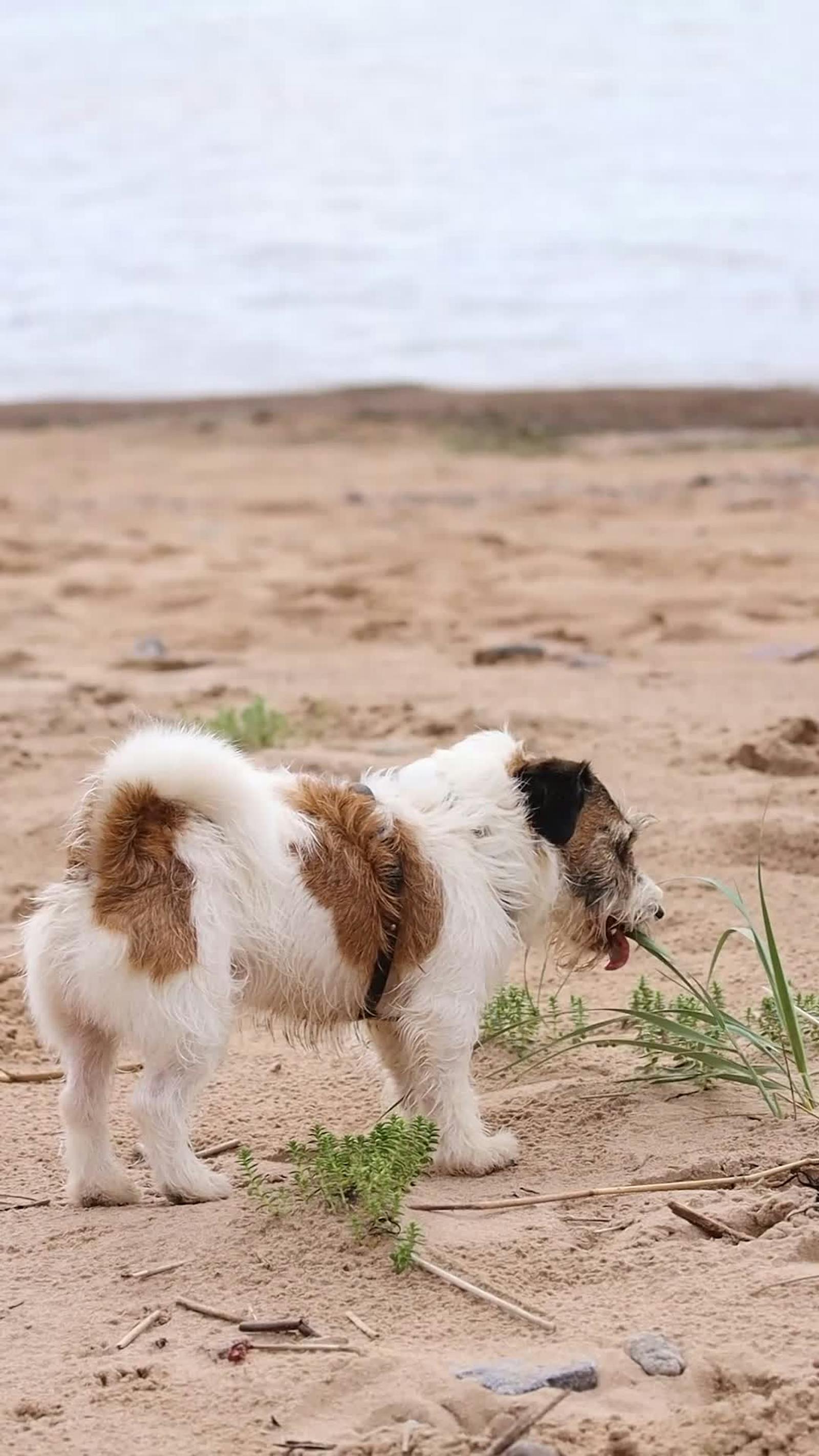 Dog Eating Videos, Download The BEST Free 4k Stock Video Footage & Dog ...