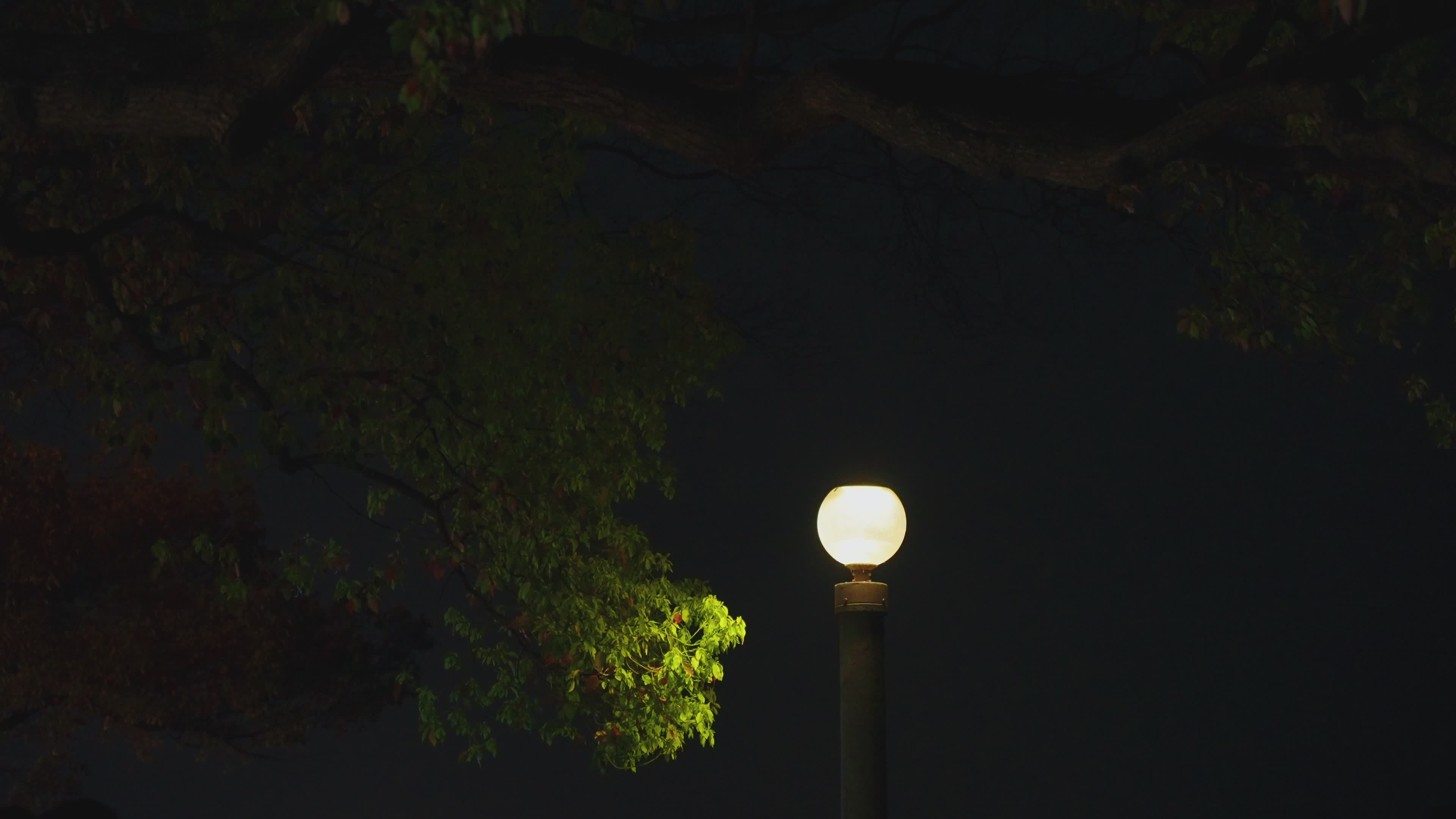 Serene Night Scene with Illuminated Lamp Post Free Stock Video Footage ...