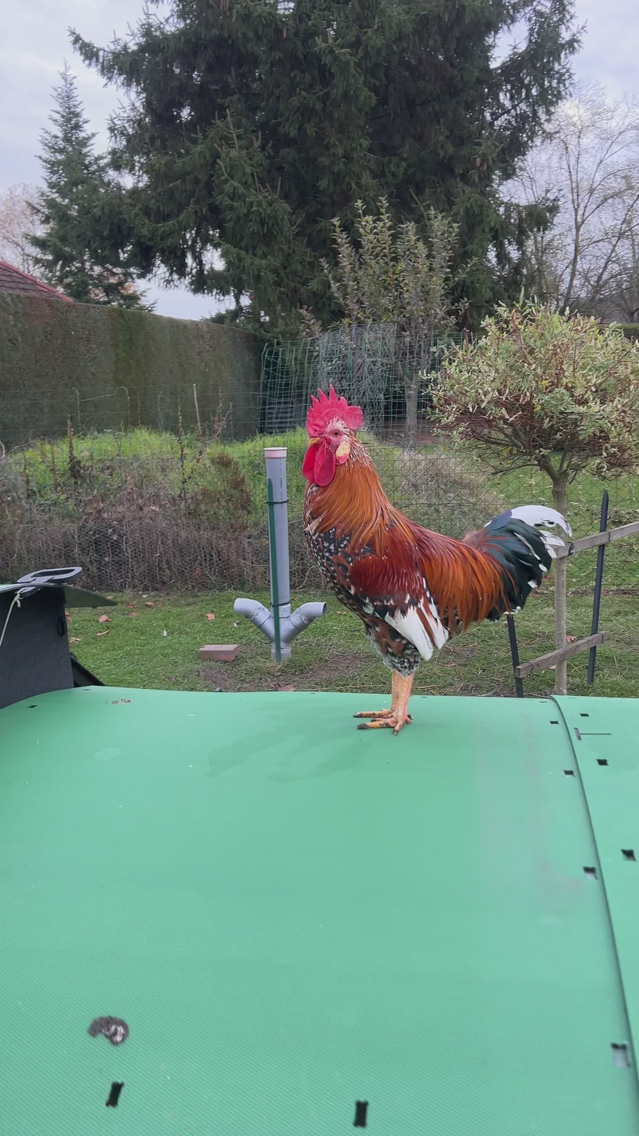 Majestic Rooster Crowing in Countryside Setting Free Stock Video ...