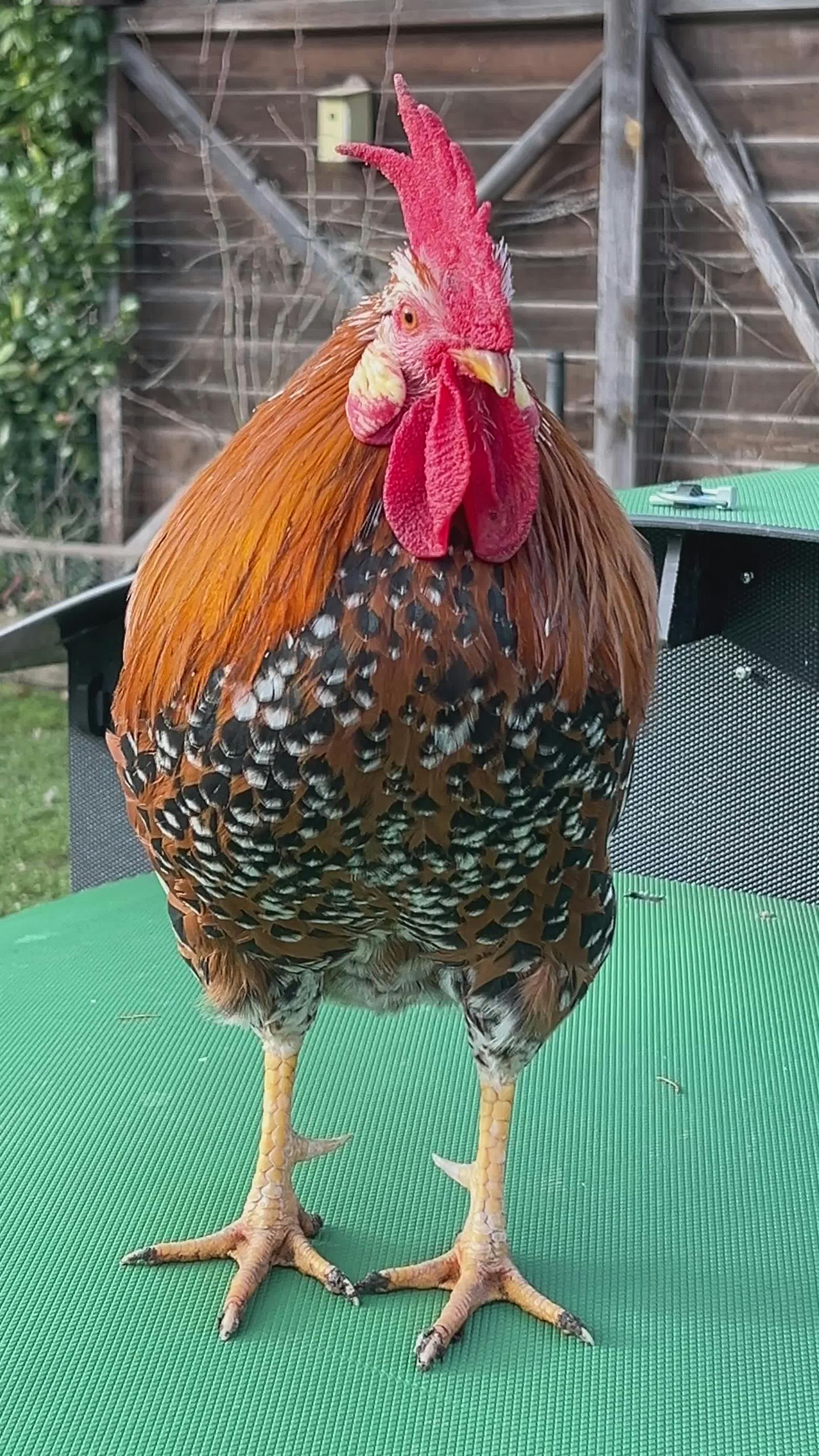 Chicken+Franch+Machine Videos, Download The BEST Free 4k Stock Video ...