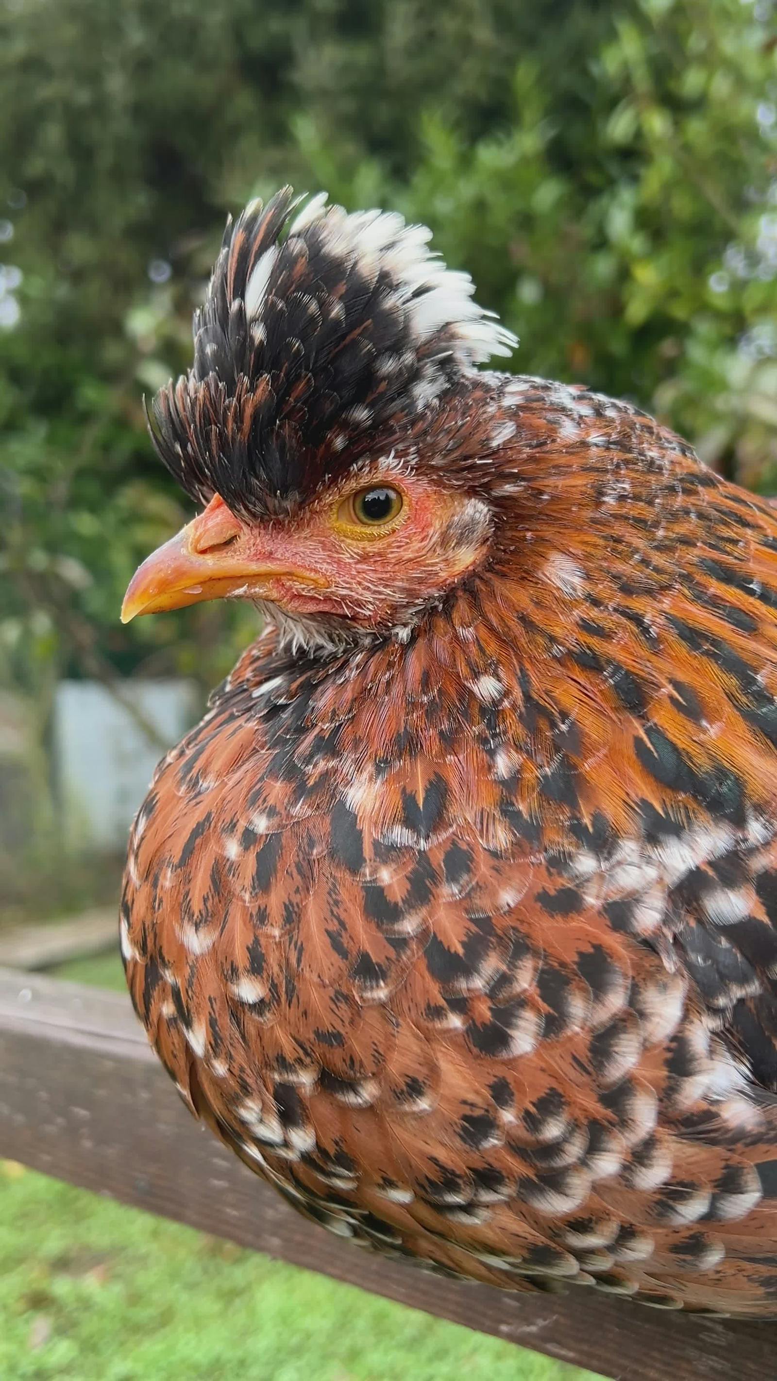 Chicken+Franch+Machine Videos, Download The BEST Free 4k Stock Video ...