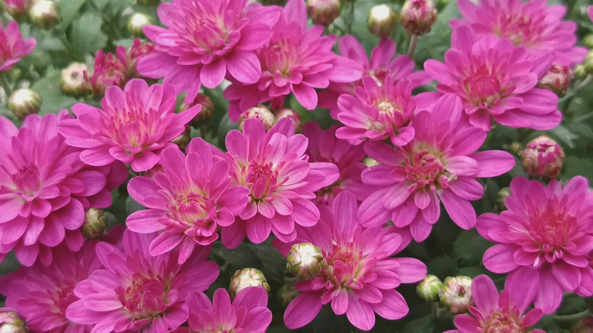 Flower Arrangement Videos, Download The BEST Free 4k Stock Video ...