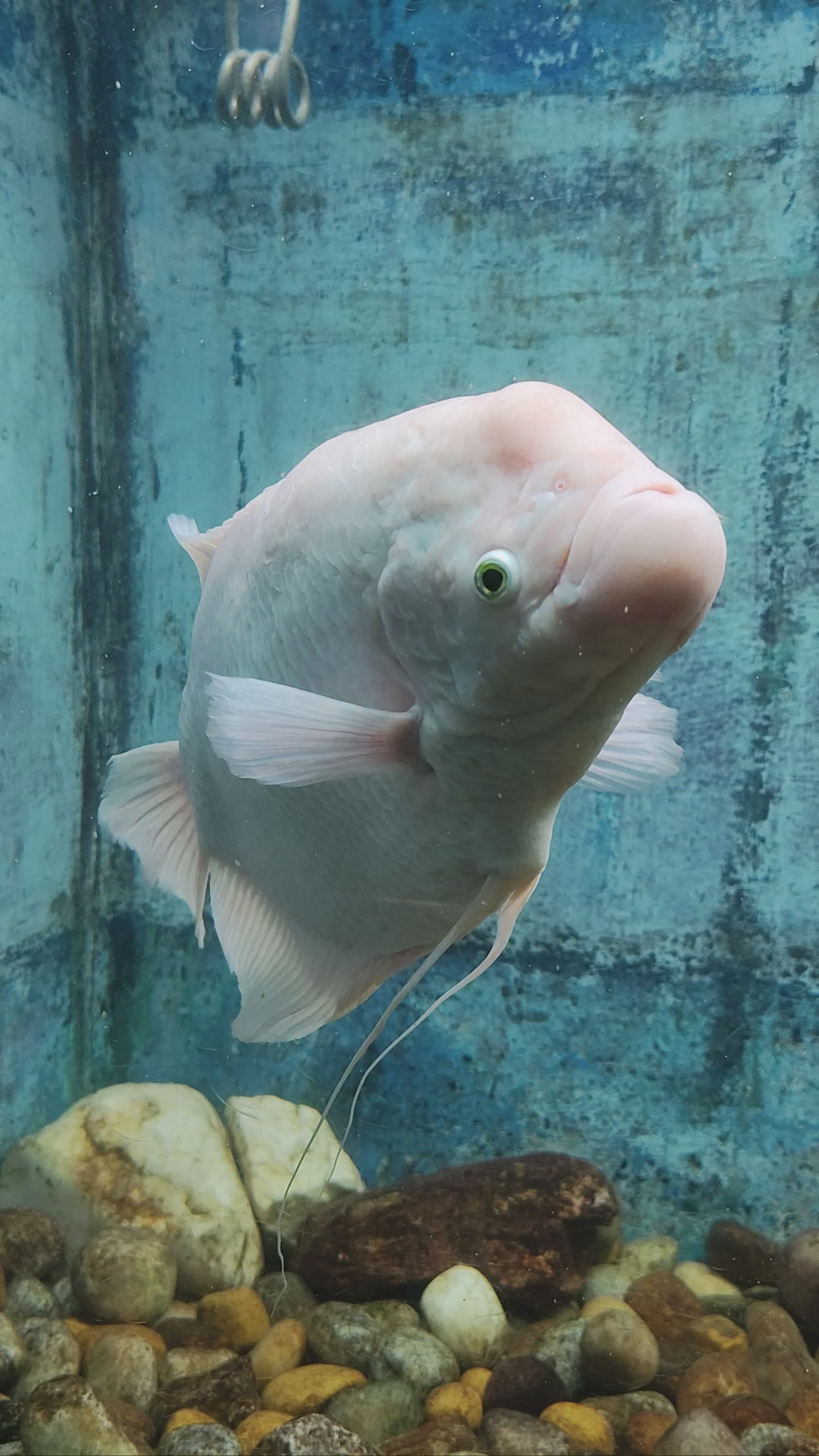 Serene Fish Swimming in Aquarium Free Stock Video Footage, Royalty-Free ...