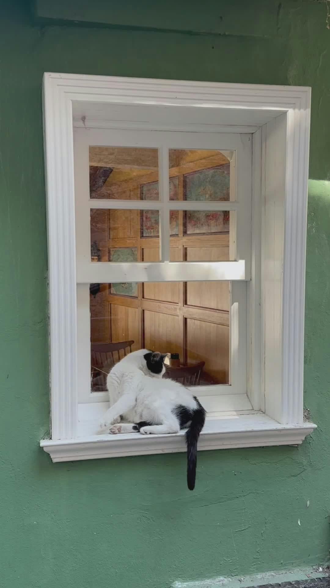 Vídeos de stock gratuitos sobre #interior, acogedor, adorable, alféizar ...