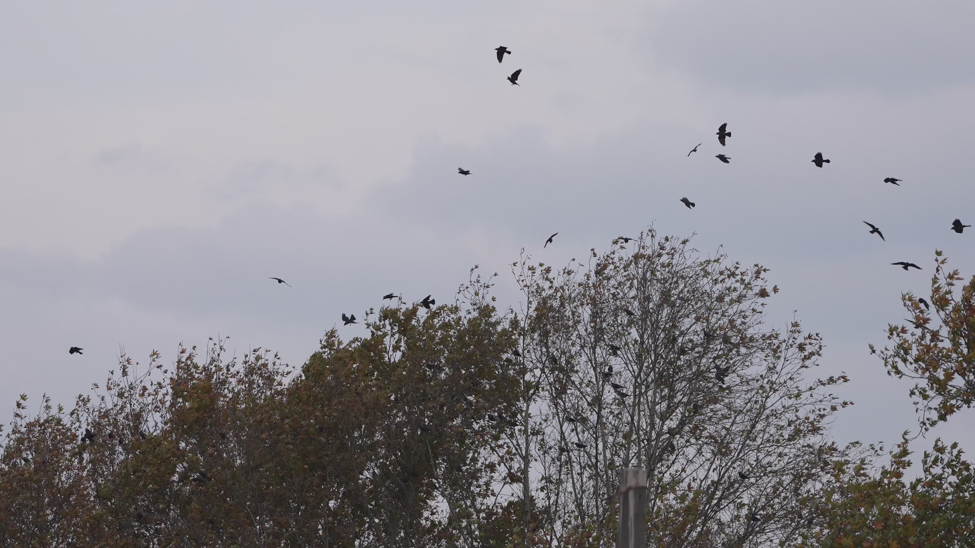 Flock of Birds Flying Over Autumn Trees Free Stock Video Footage ...