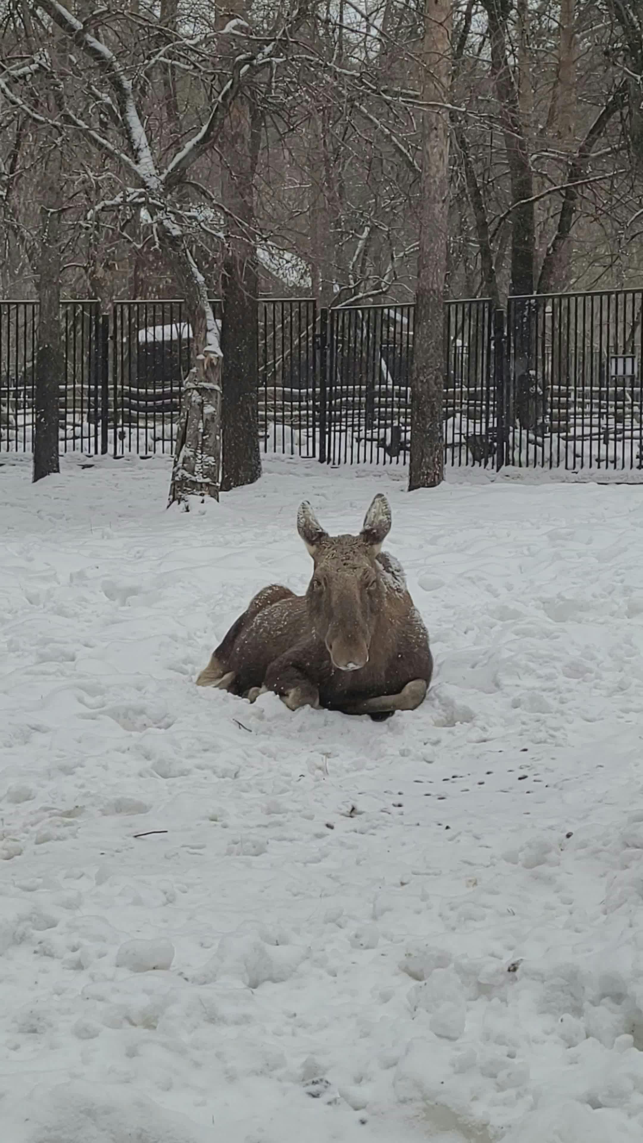 Moose Relaxing in Snowy Winter Enclosure Free Stock Video Footage ...