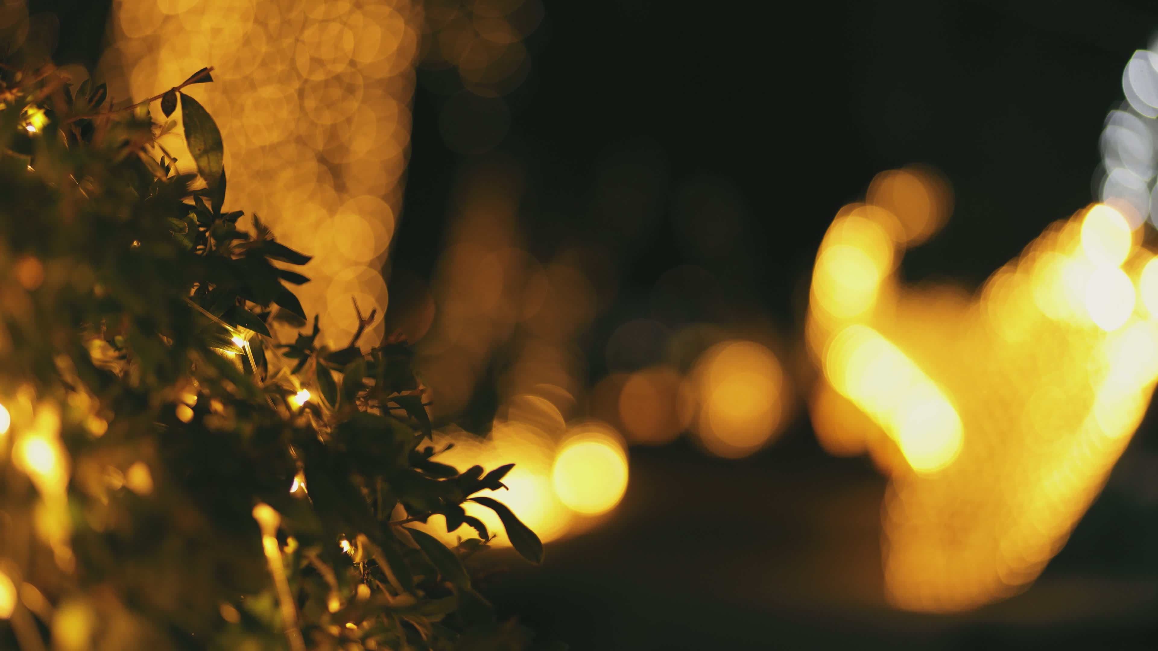 Warm Bokeh Lights on Outdoor Foliage at Night Free Stock Video Footage ...