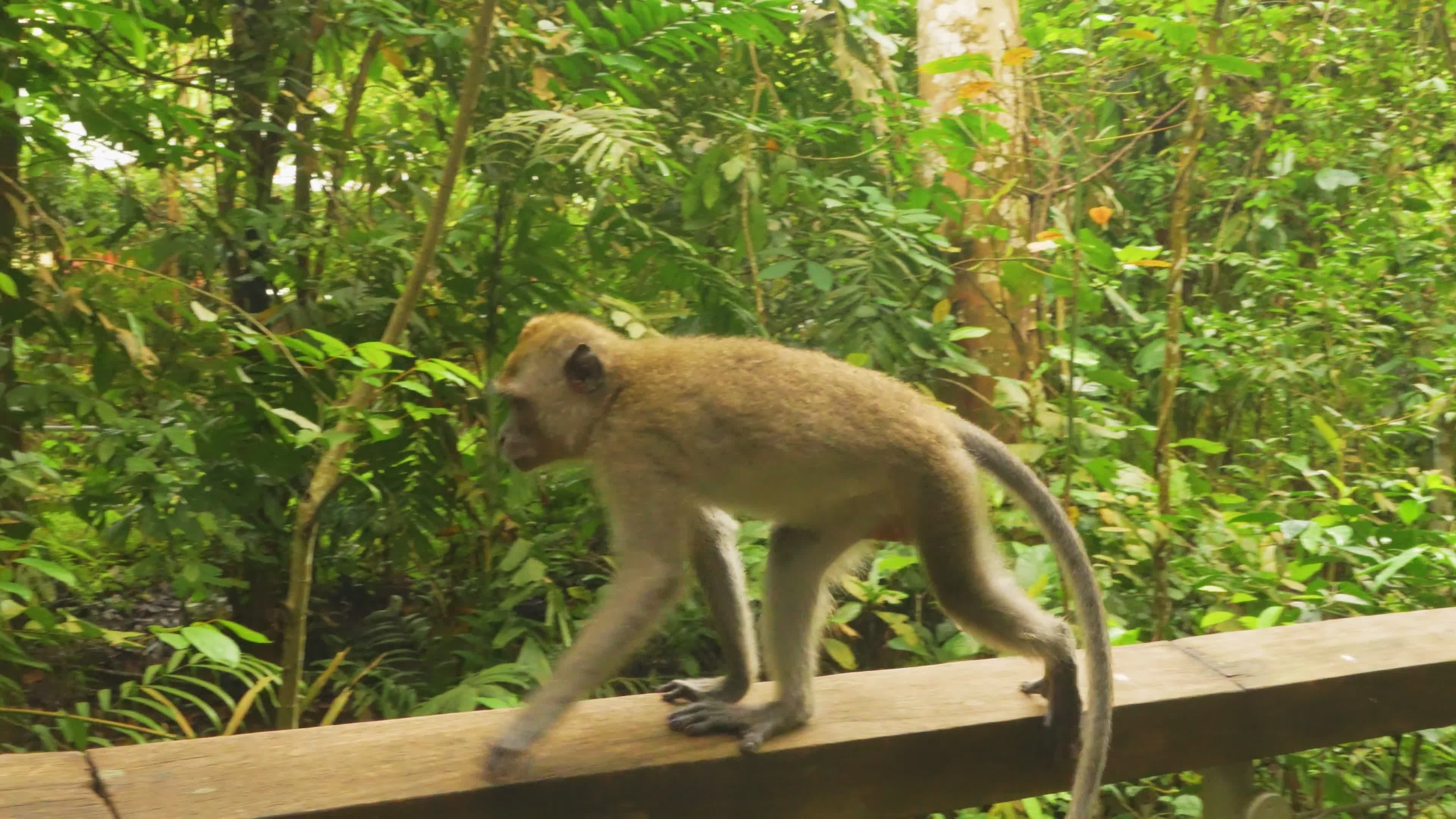 Wild Monkey Walking on Jungle Boardwalk Free Stock Video Footage ...
