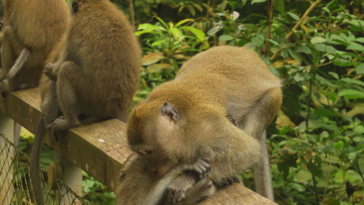 Monkey Mating Videos, Download The BEST Free 4k Stock Video Footage ...