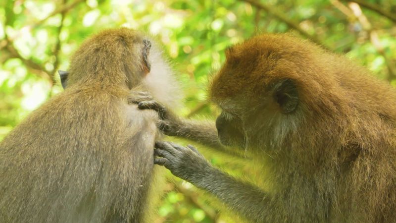 Monkey Mating Videos, Download The BEST Free 4k Stock Video Footage ...