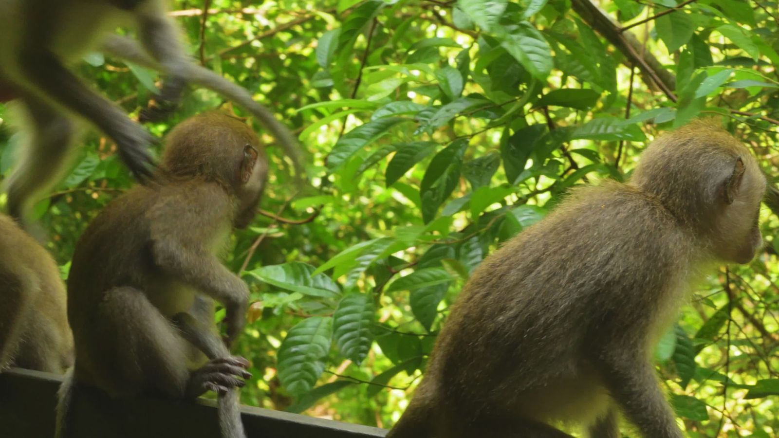 Monkey Mating Videos, Download The BEST Free 4k Stock Video Footage ...