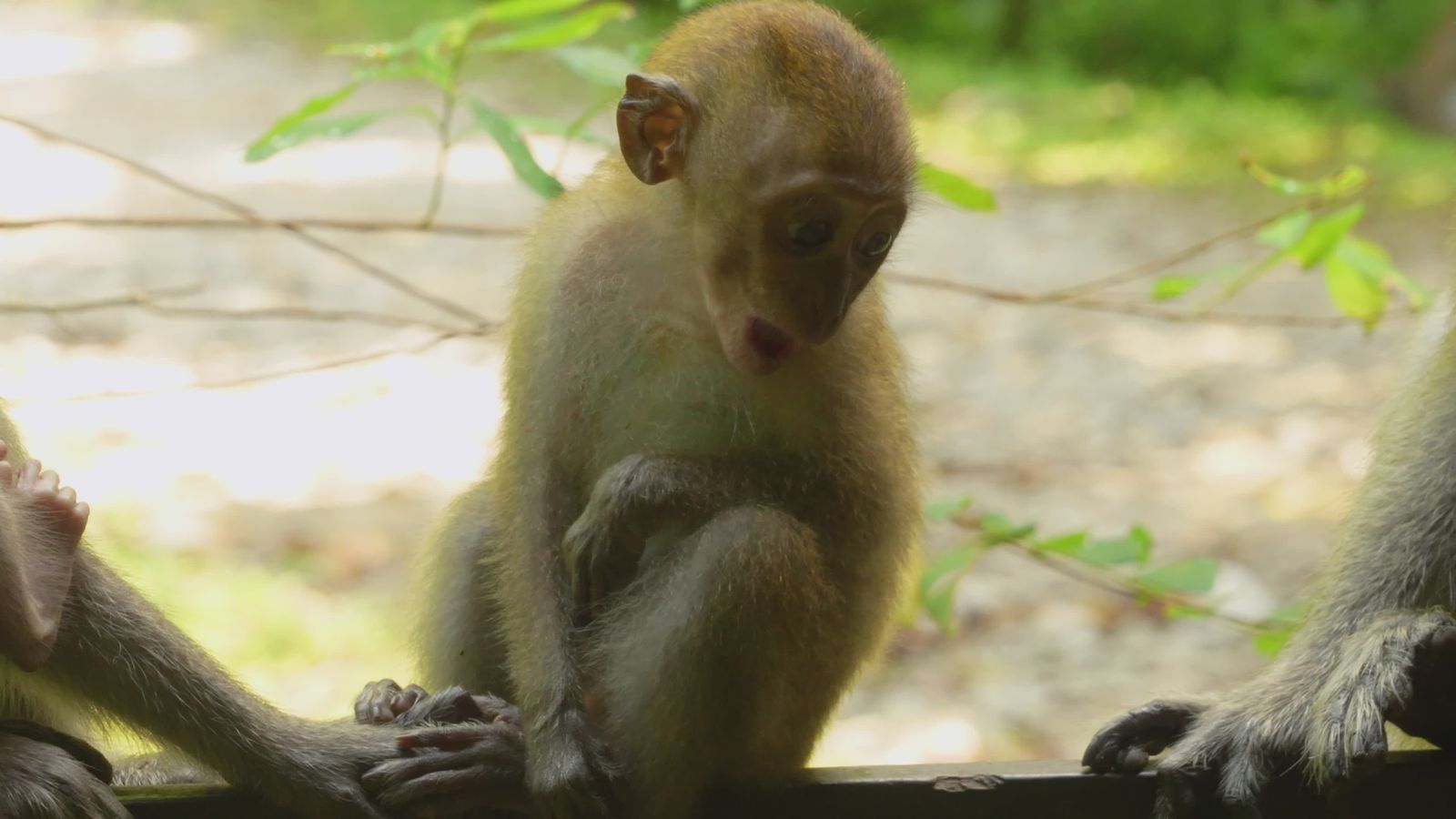 Monkey Mating Videos, Download The BEST Free 4k Stock Video Footage ...