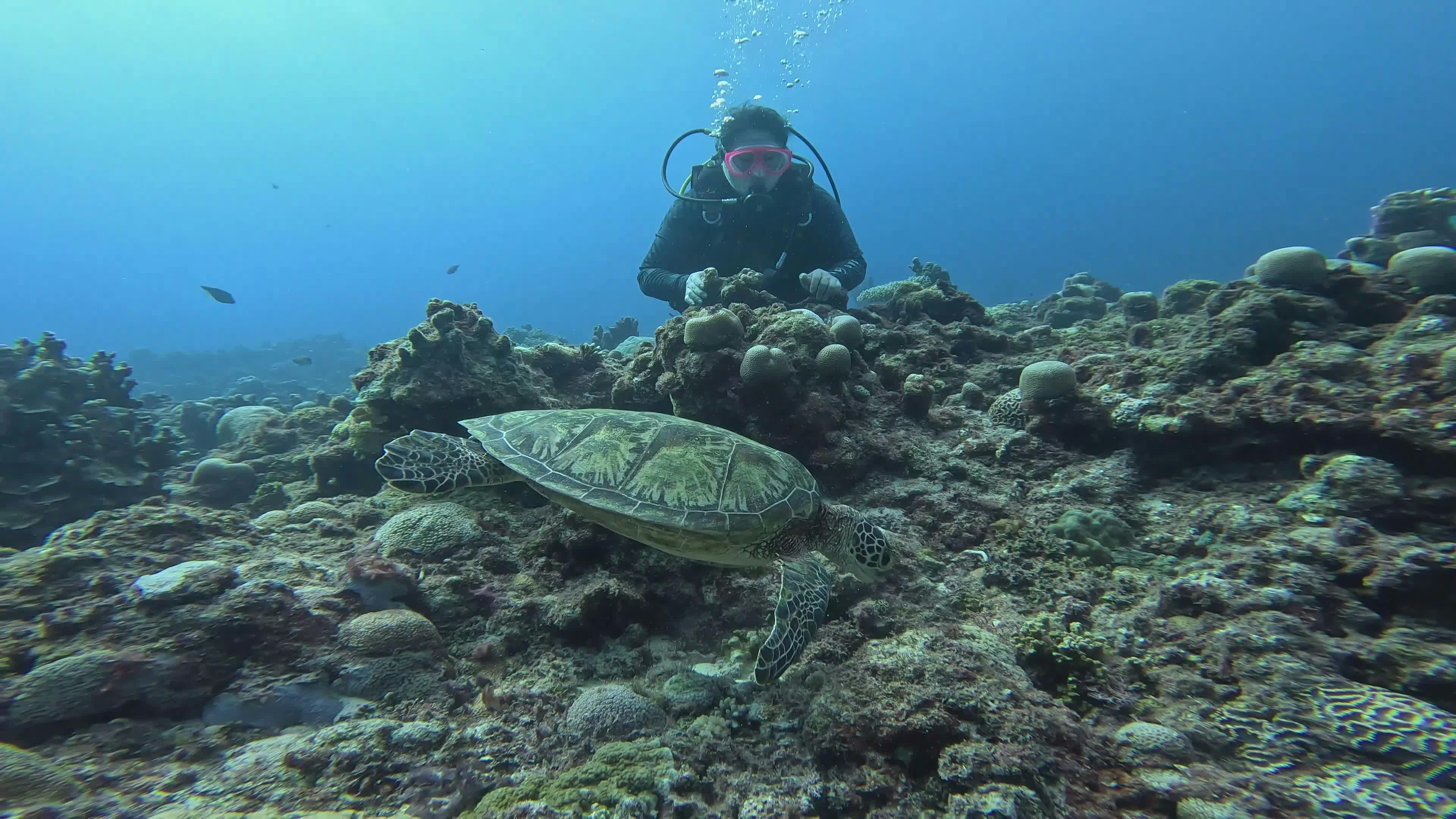 Indonesia+Bokep+Terbaru+Nya Videos, Download The BEST Free 4k Stock Video Footage & Indonesia ...