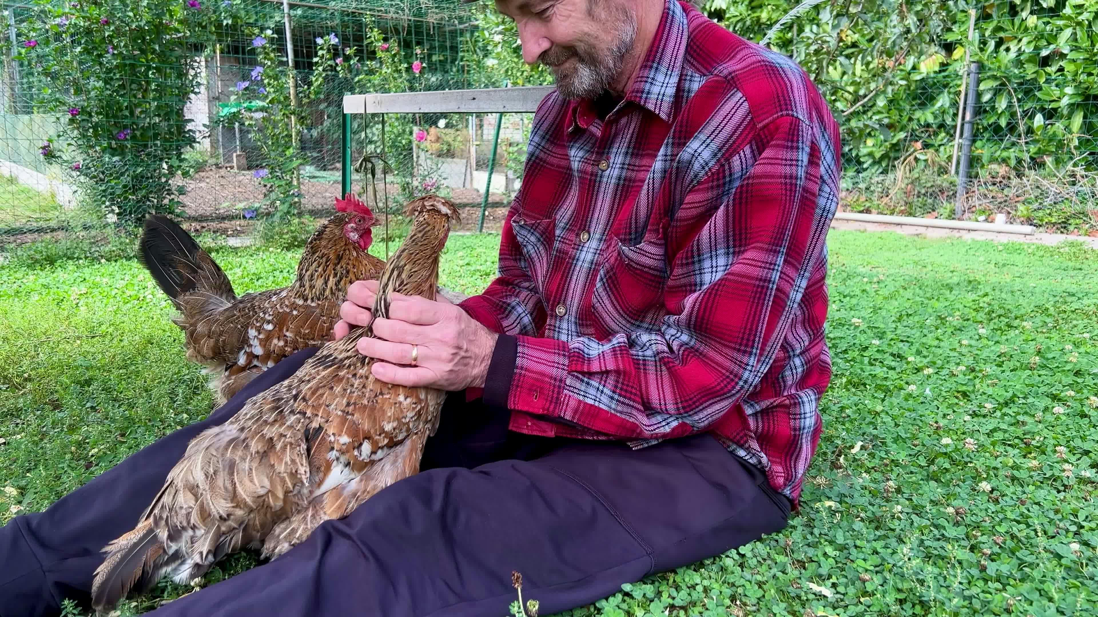 Un Homme âgé Se Détend Avec Des Poules Dans Son Jardin. · Vidéo gratuite