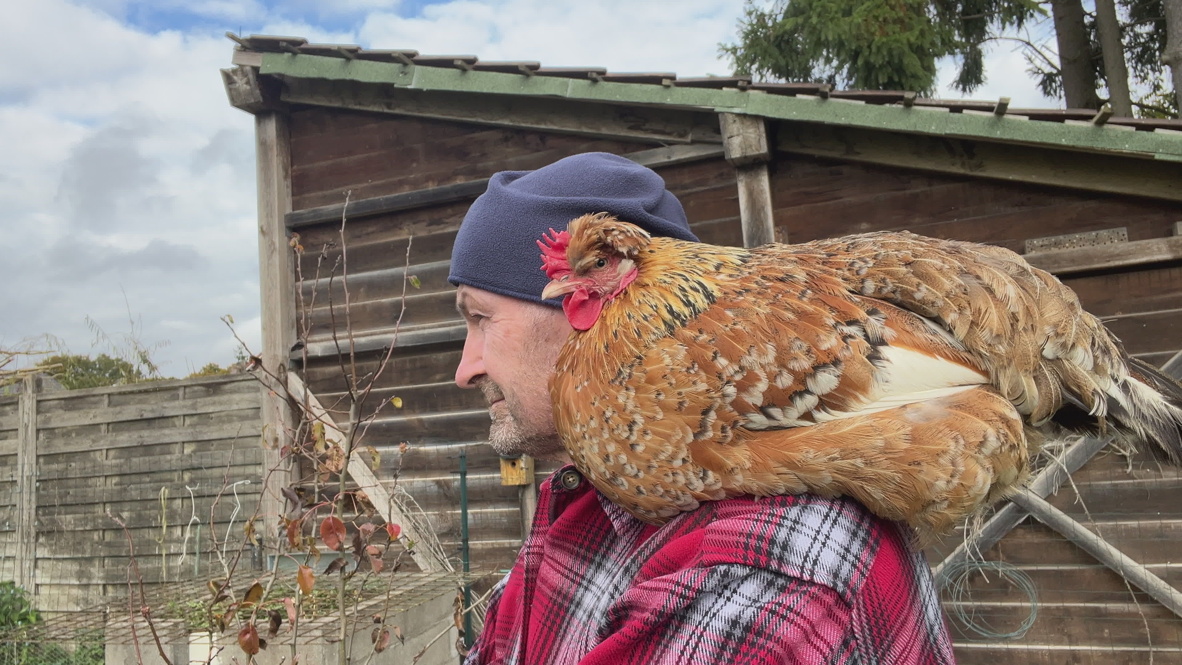 Chicken Hug Videos, Download The BEST Free 4k Stock Video Footage ...