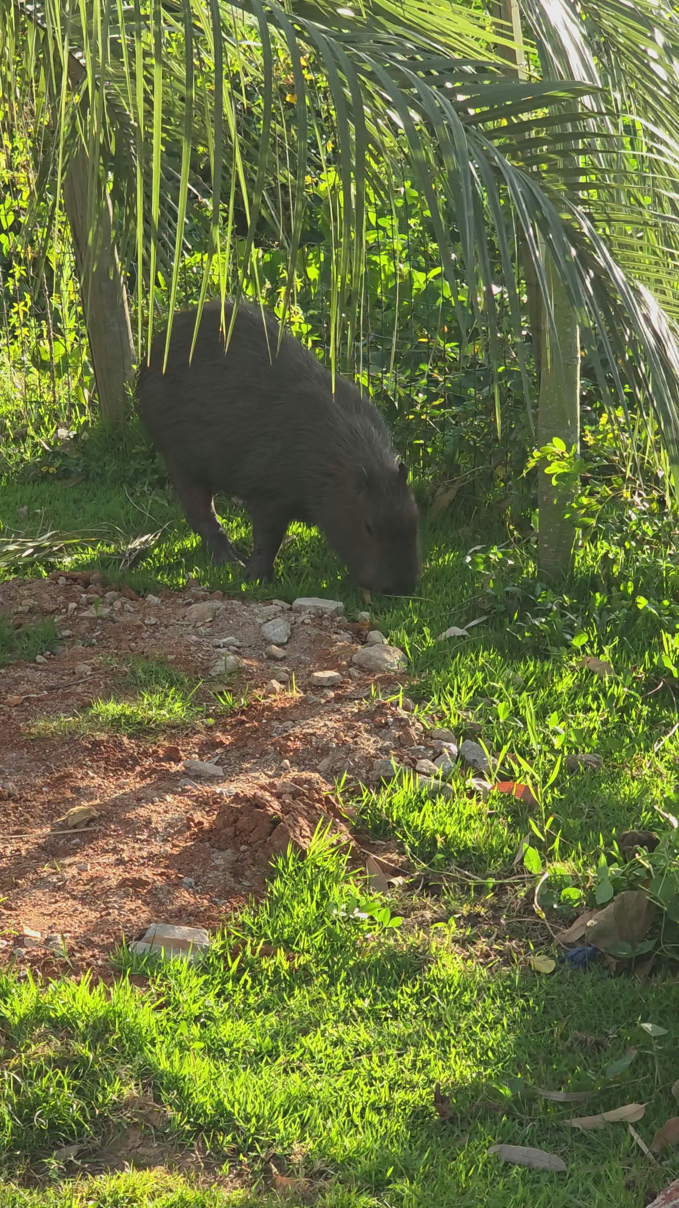 Amazon+Pueo+Ico Videos, Download The BEST Free 4k Stock Video Footage ...