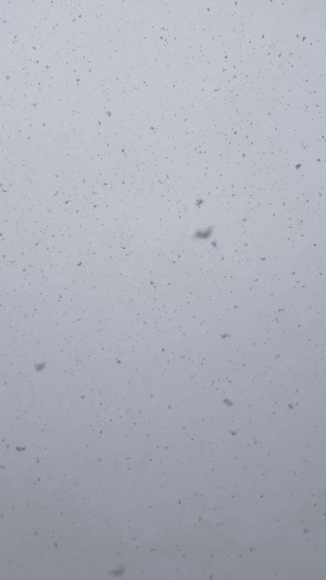 Serene Snowfall Captured in Slow Motion Free Stock Video Footage ...