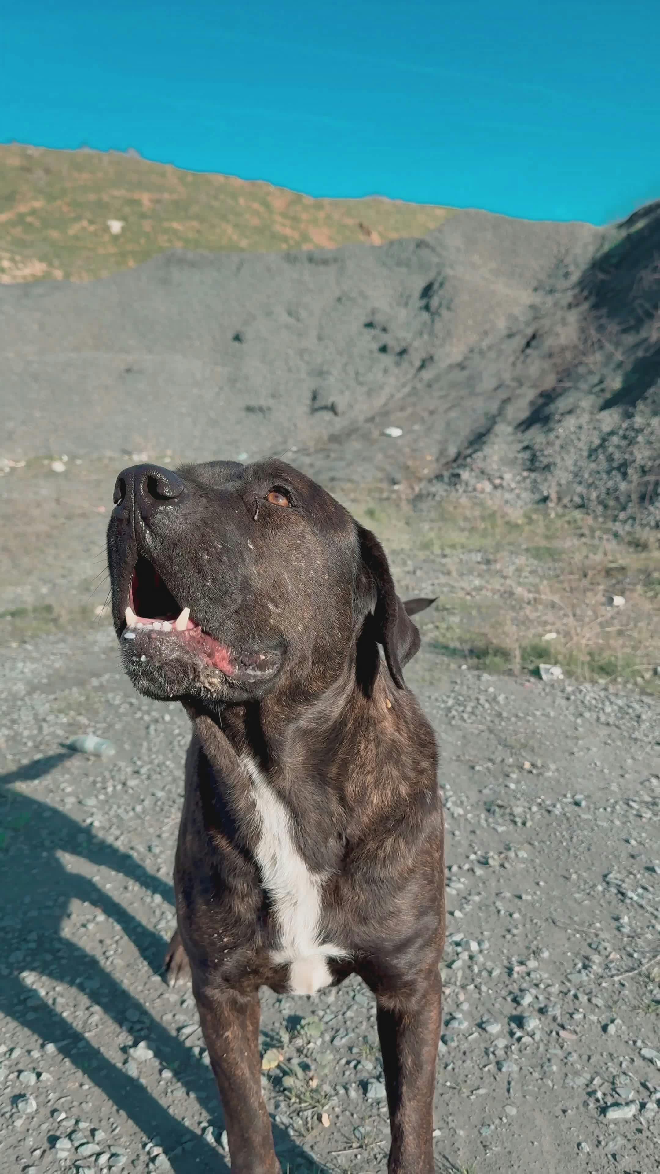 Breds+Pits Videos, Download The BEST Free 4k Stock Video Footage ...