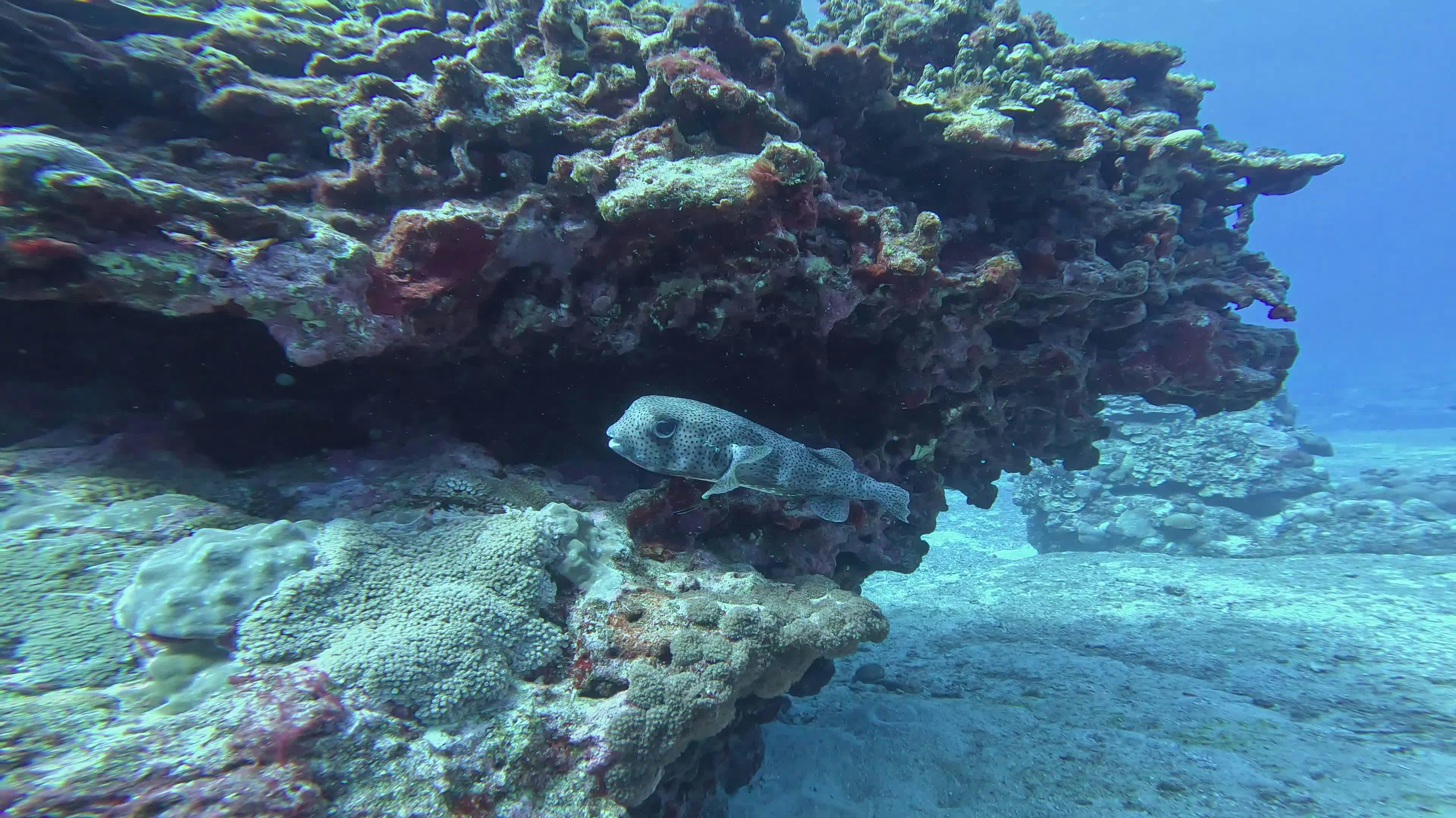 Vibrant Underwater Coral Reef Scene Free Stock Video Footage, Royalty ...