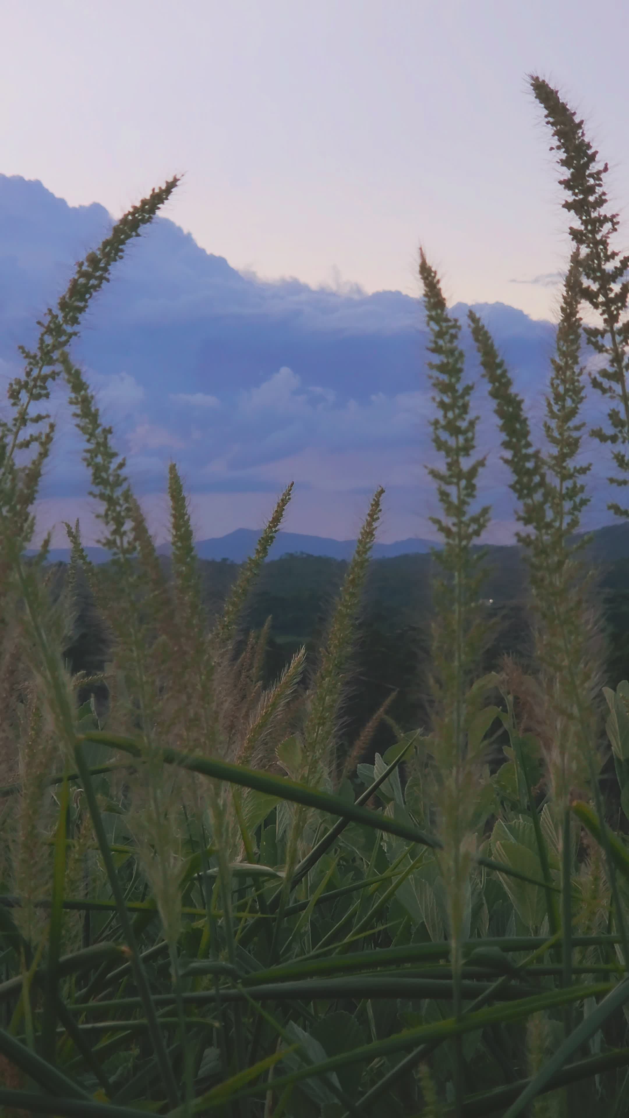 Serene Field at Twilight with Distant Mountains Free Stock Video ...