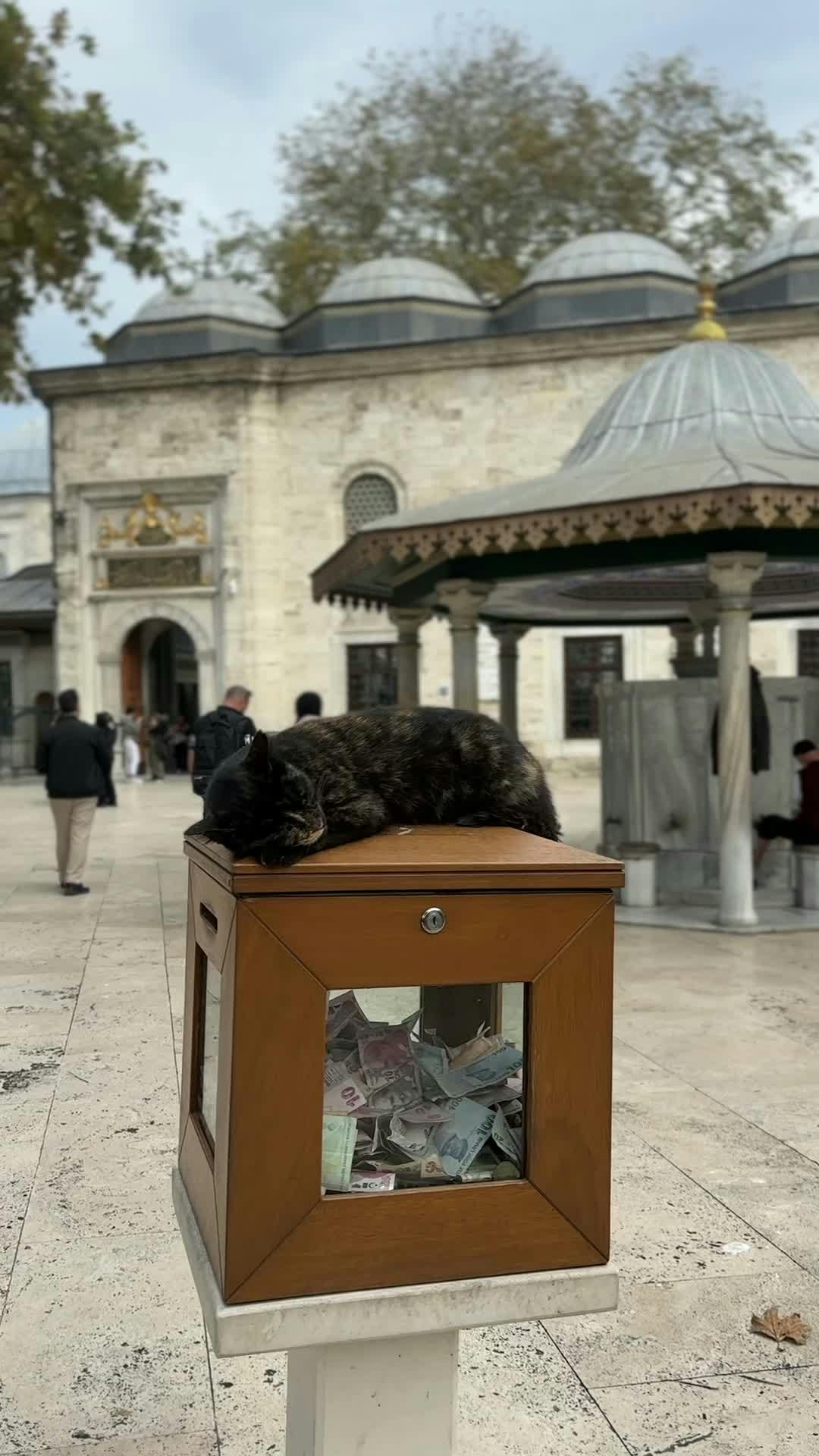 Los mejores 6000+ vídeos de Gato Rezando · Banco de Imágenes Gratis ...