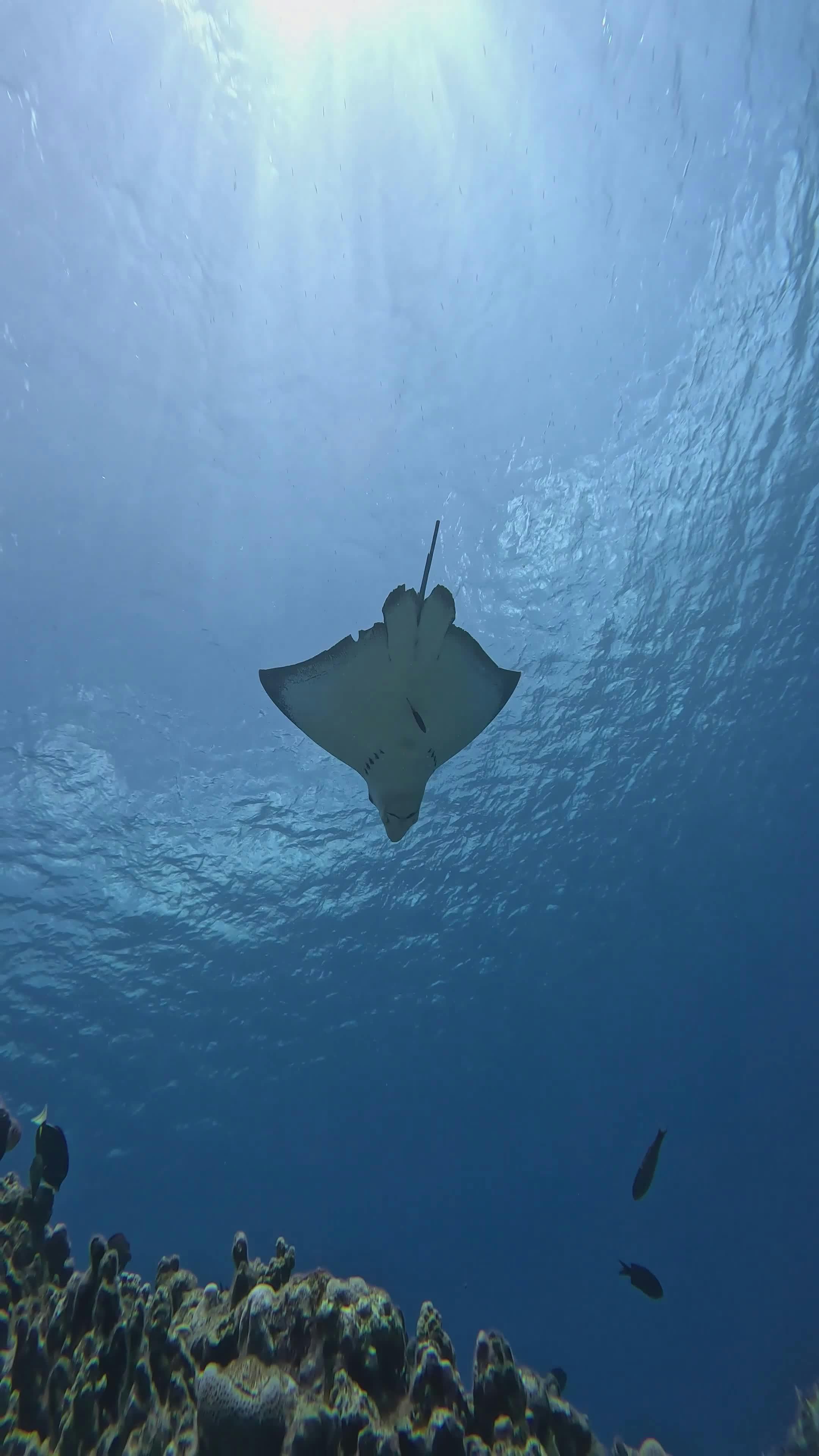 Vidéo gratuite de aquarium tropical, aquatique, aventure de plongée ...