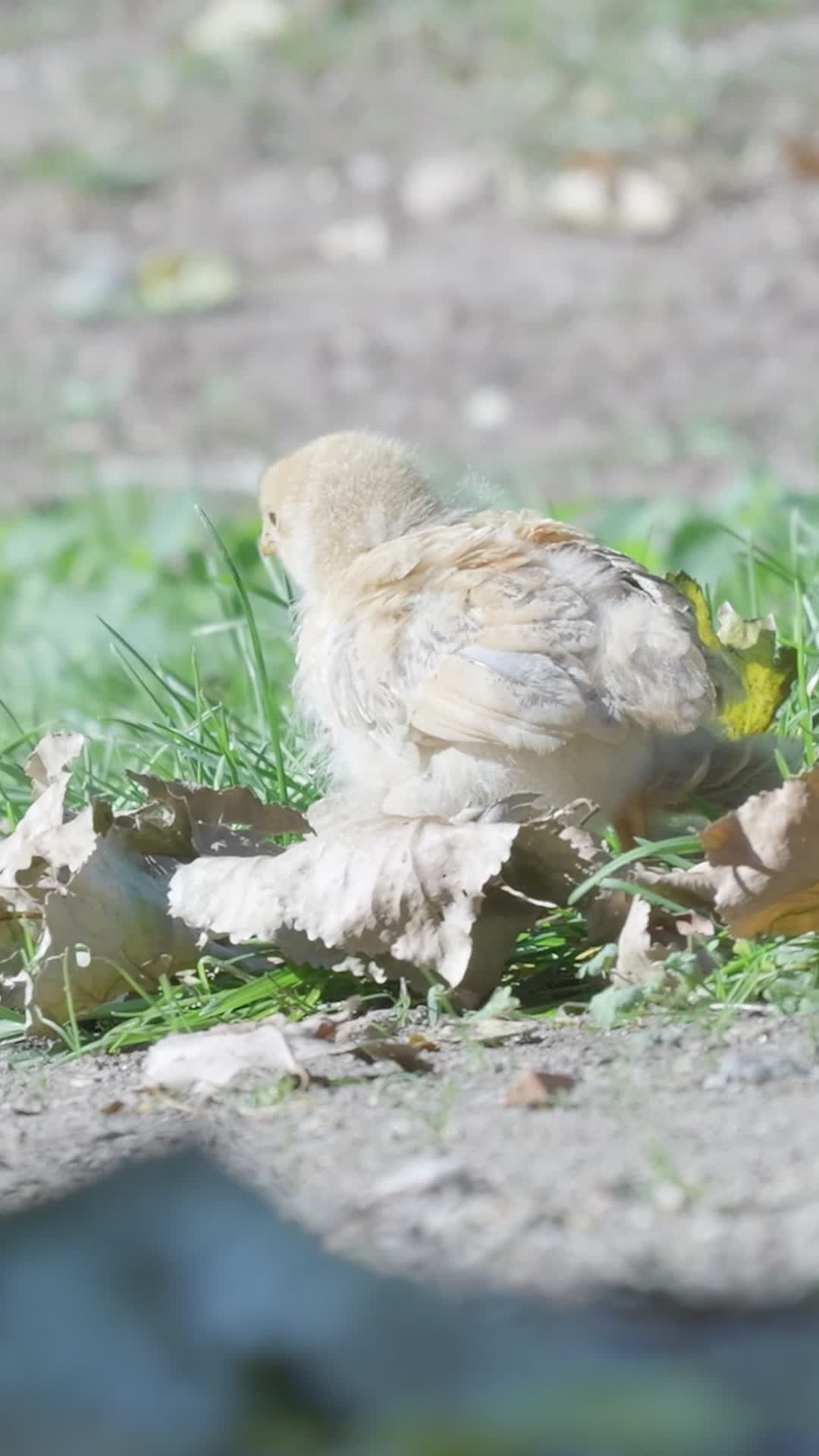 Adorable Chick Exploring Outdoors Free Stock Video Footage, Royalty ...