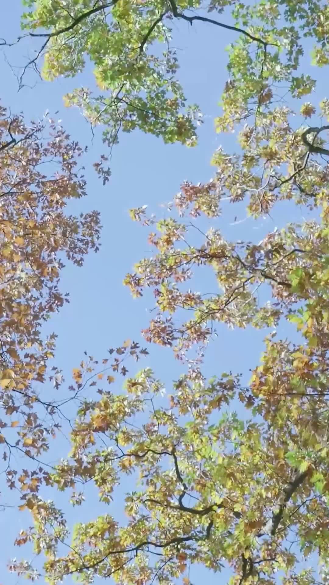 Serene Autumn Treescape Against Blue Sky Free Stock Video Footage ...