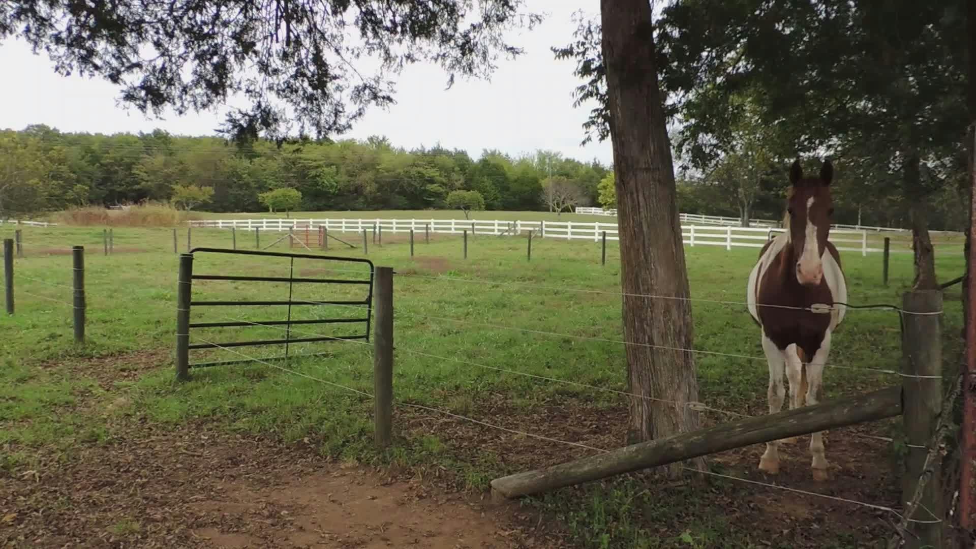 Serene Farm Scene with Brown Horse at Fence Free Stock Video Footage ...