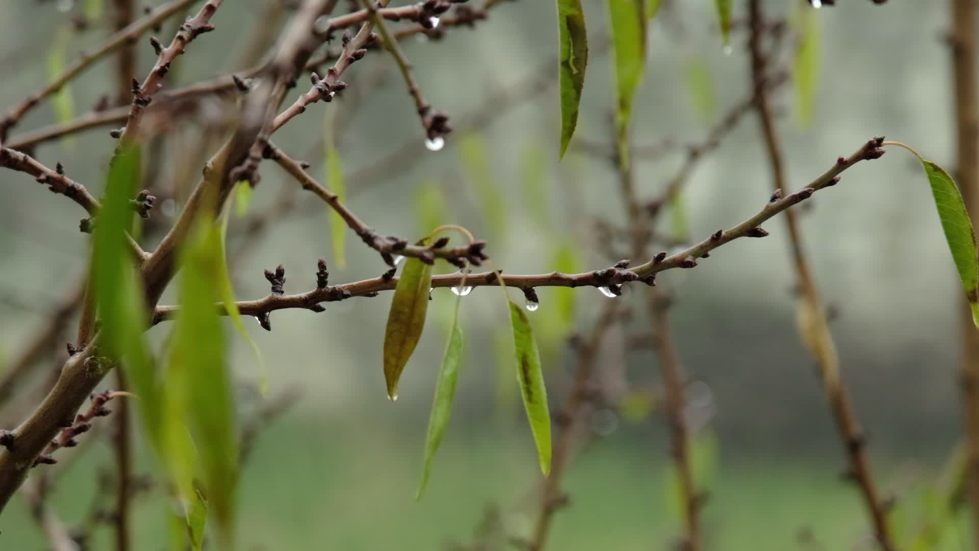 Rain Dew on Green Willow Tree Branches Free Stock Video Footage ...