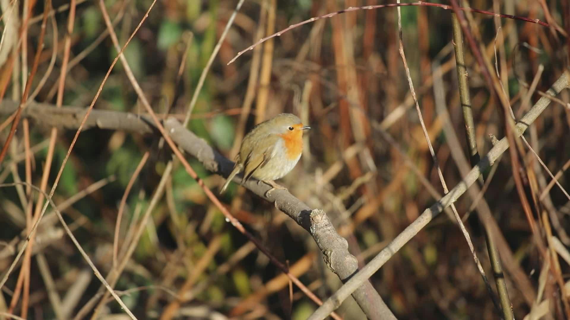 White 3d Small Things Videos, Download The BEST Free 4k Stock Video ...