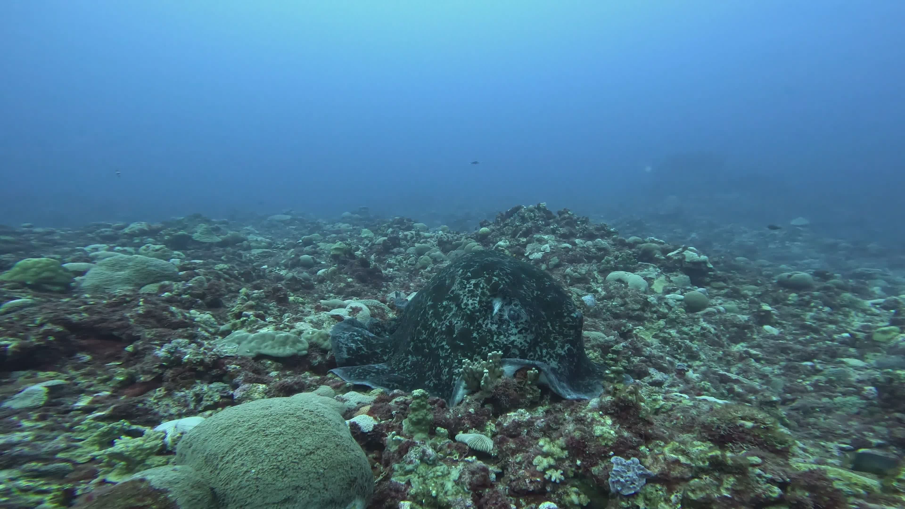 Calm Sea Turtle Exploring Coral Reefs Underwater Free Stock Video ...