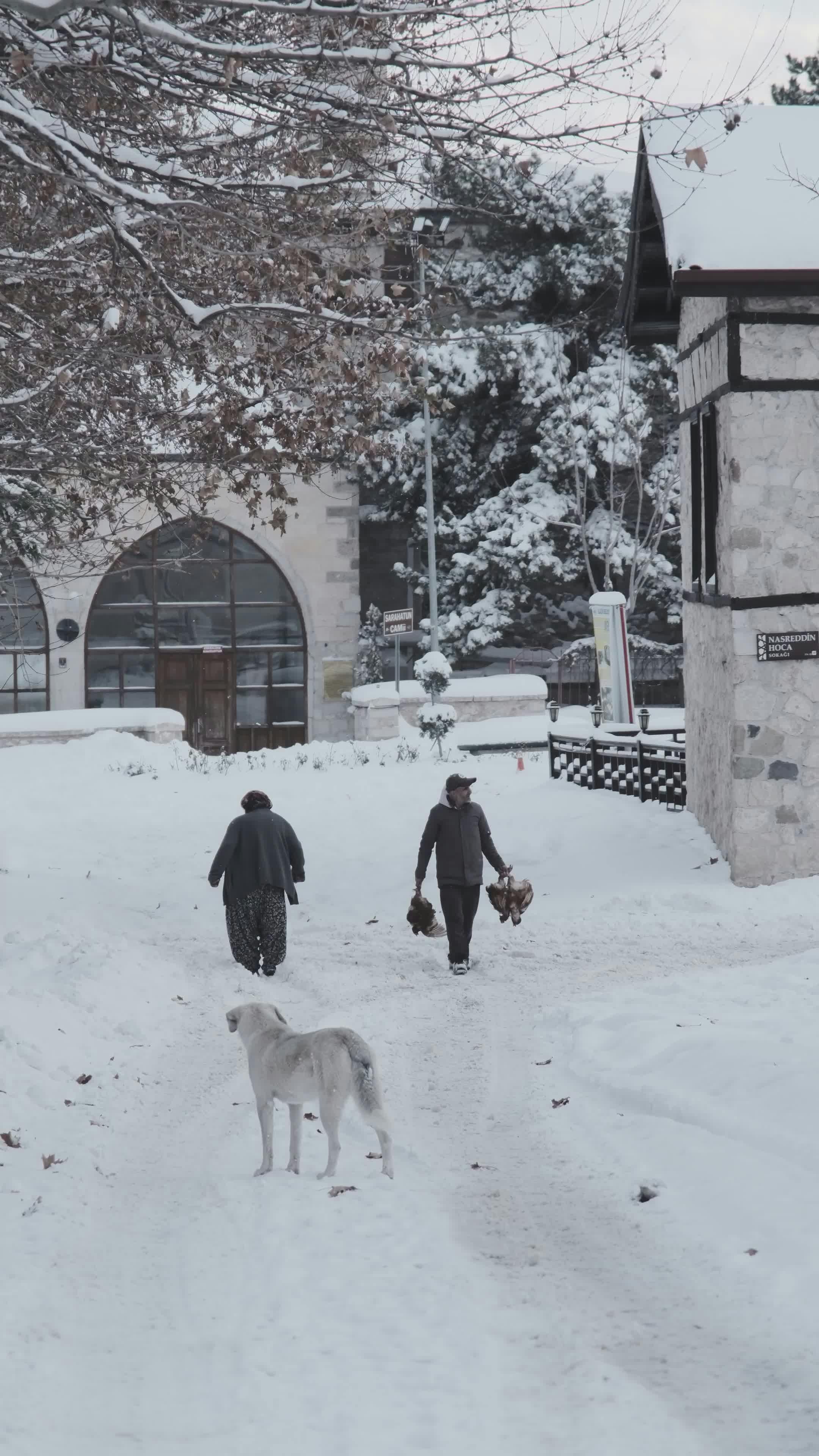 Mating Dog Videos, Download The BEST Free 4k Stock Video Footage ...