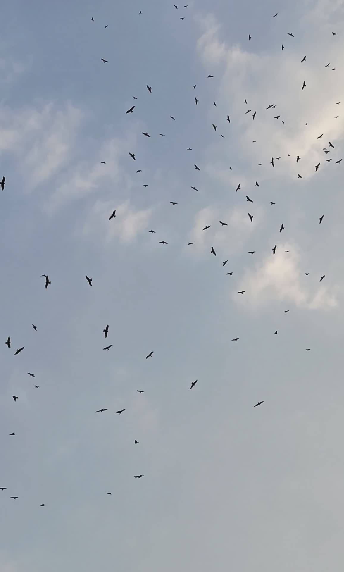 Birds Flying in Slow Motion Free Stock Video Footage, Royalty-Free 4K ...