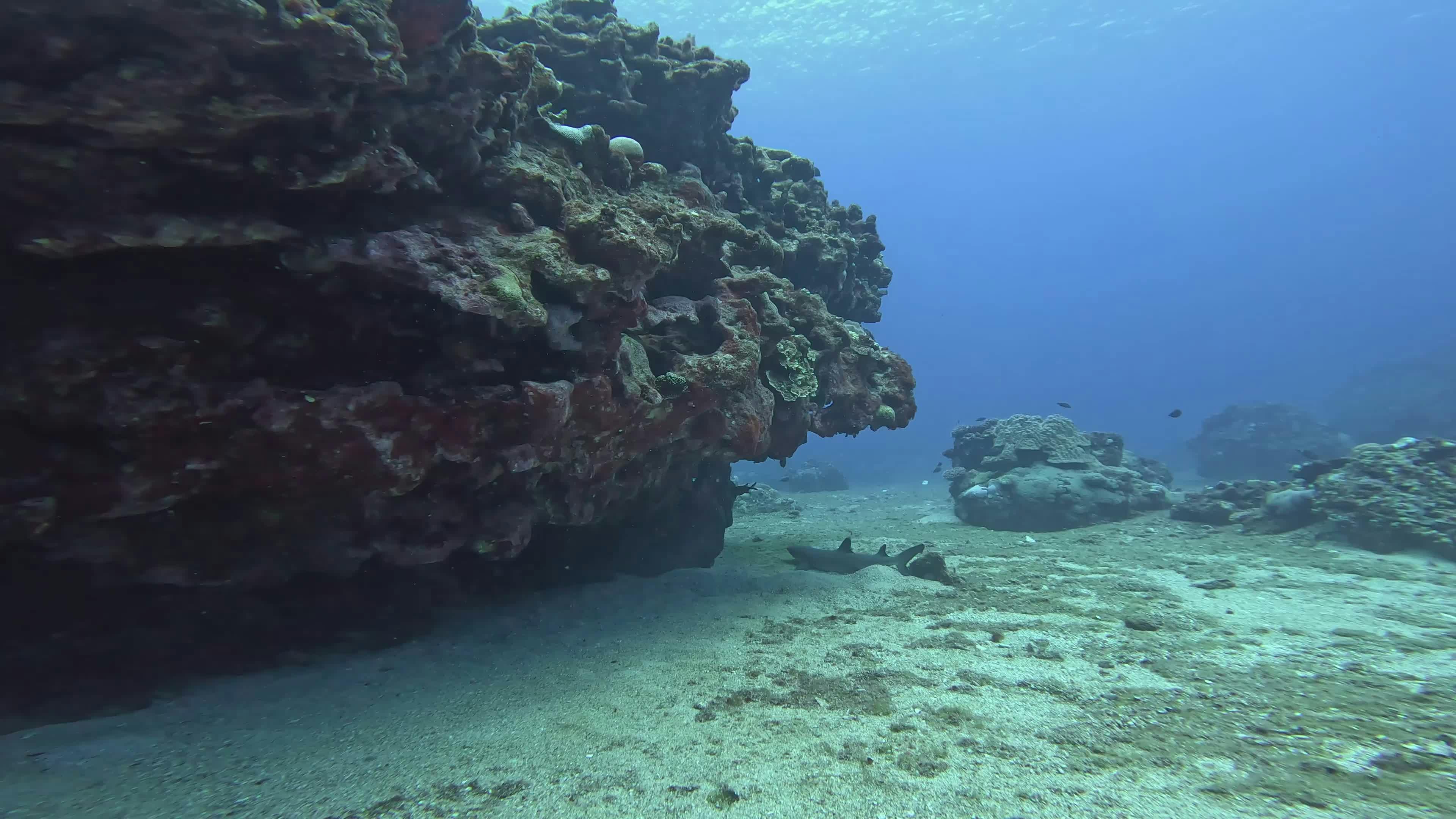Explore Vibrant Coral Reefs Underwater Free Stock Video Footage ...